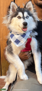 F2 Male Pomsky Stud Service - Stud Dog in Philadelphia, United States ...