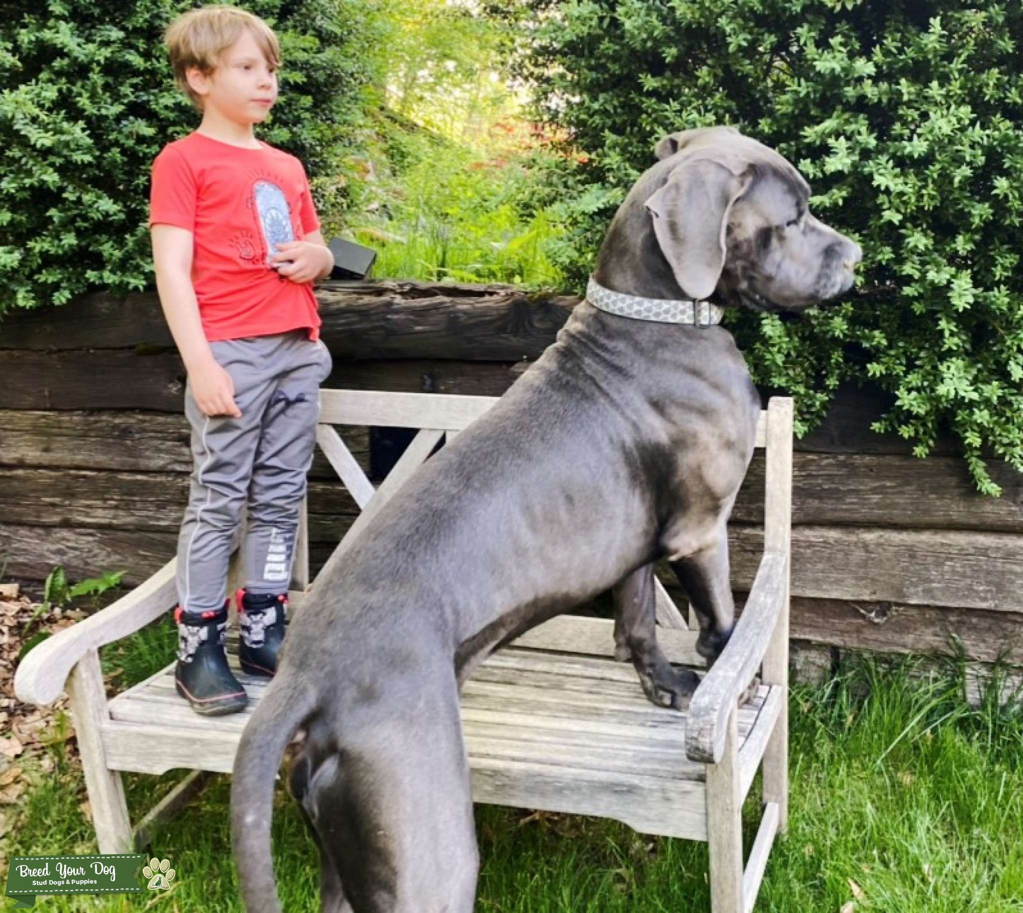 Blue Great Dane - Stud Dog in Rhode Island, the United States | Breed ...