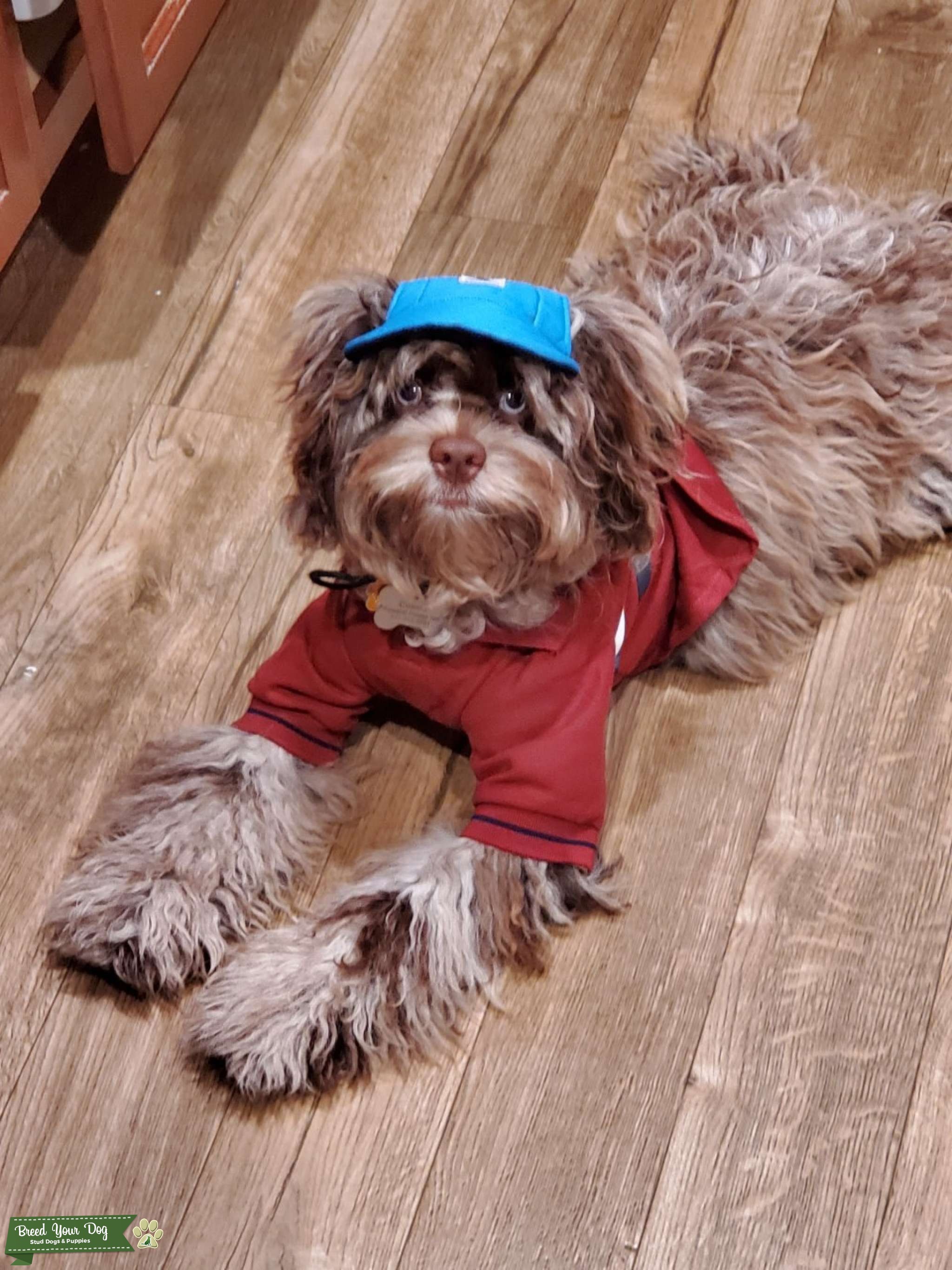 Light and Dark Brown Cockapoo - Stud Dog Tampa - Breed Your Dog