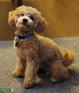 Poodle (Toy) Stud Dogs Available Now - Breed Your Dog