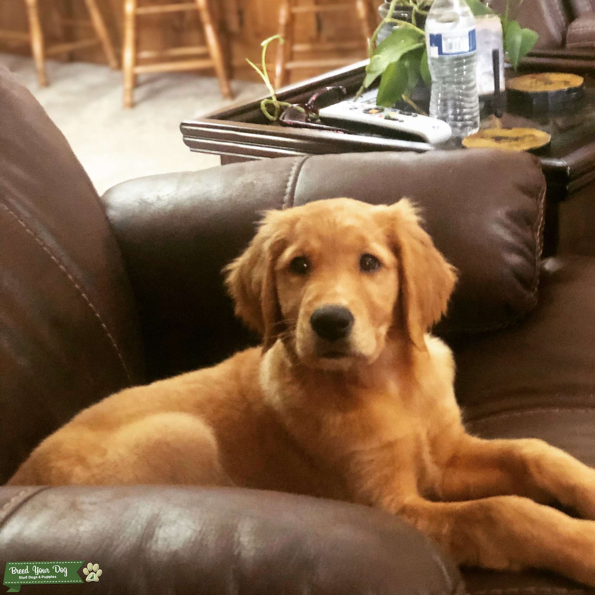 Golden Red Retriever Male - Stud Dog in Southern California, the United ...