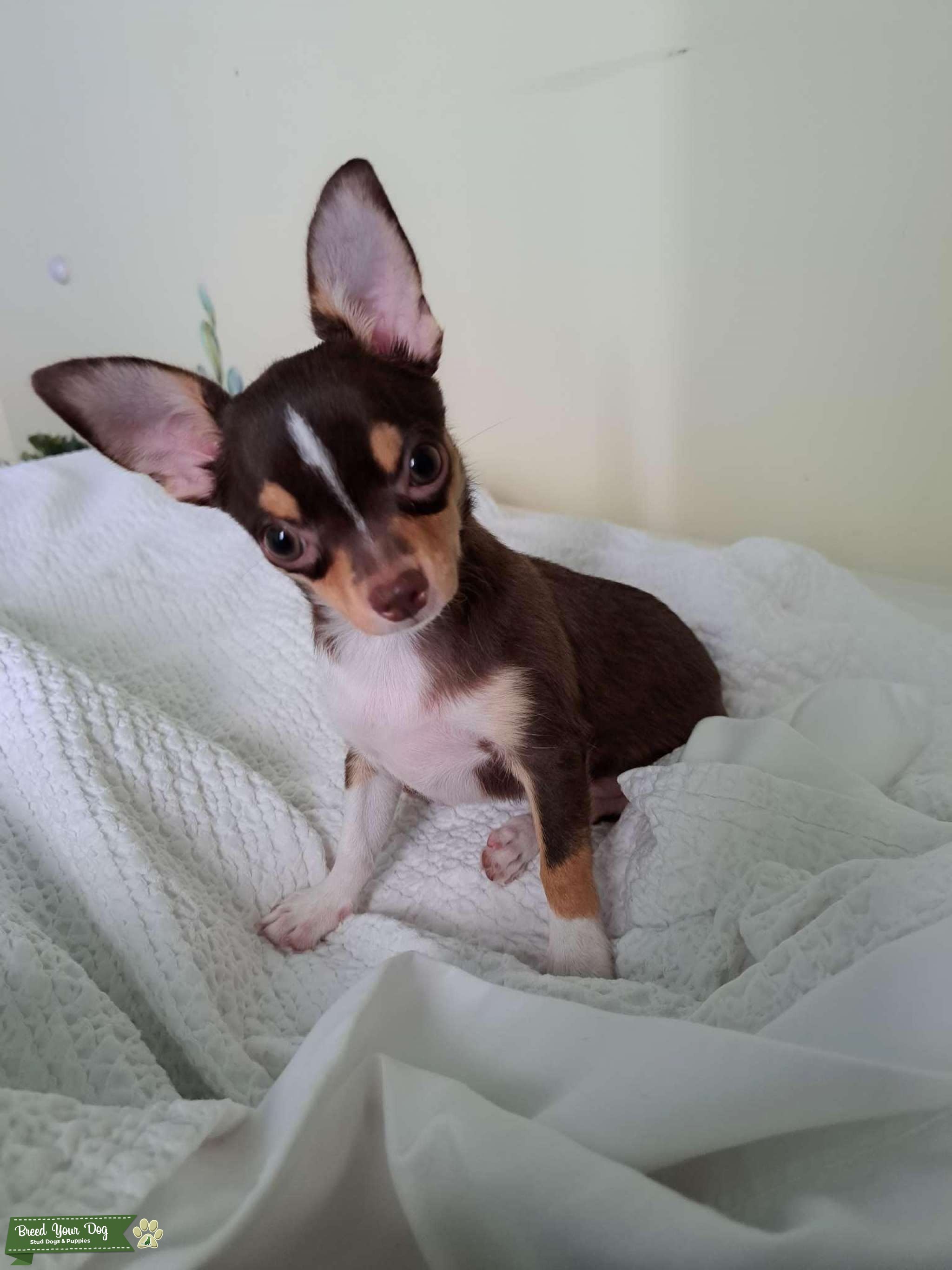 Stud for hire - Stud Dog in Arizona, the United States | Breed Your Dog