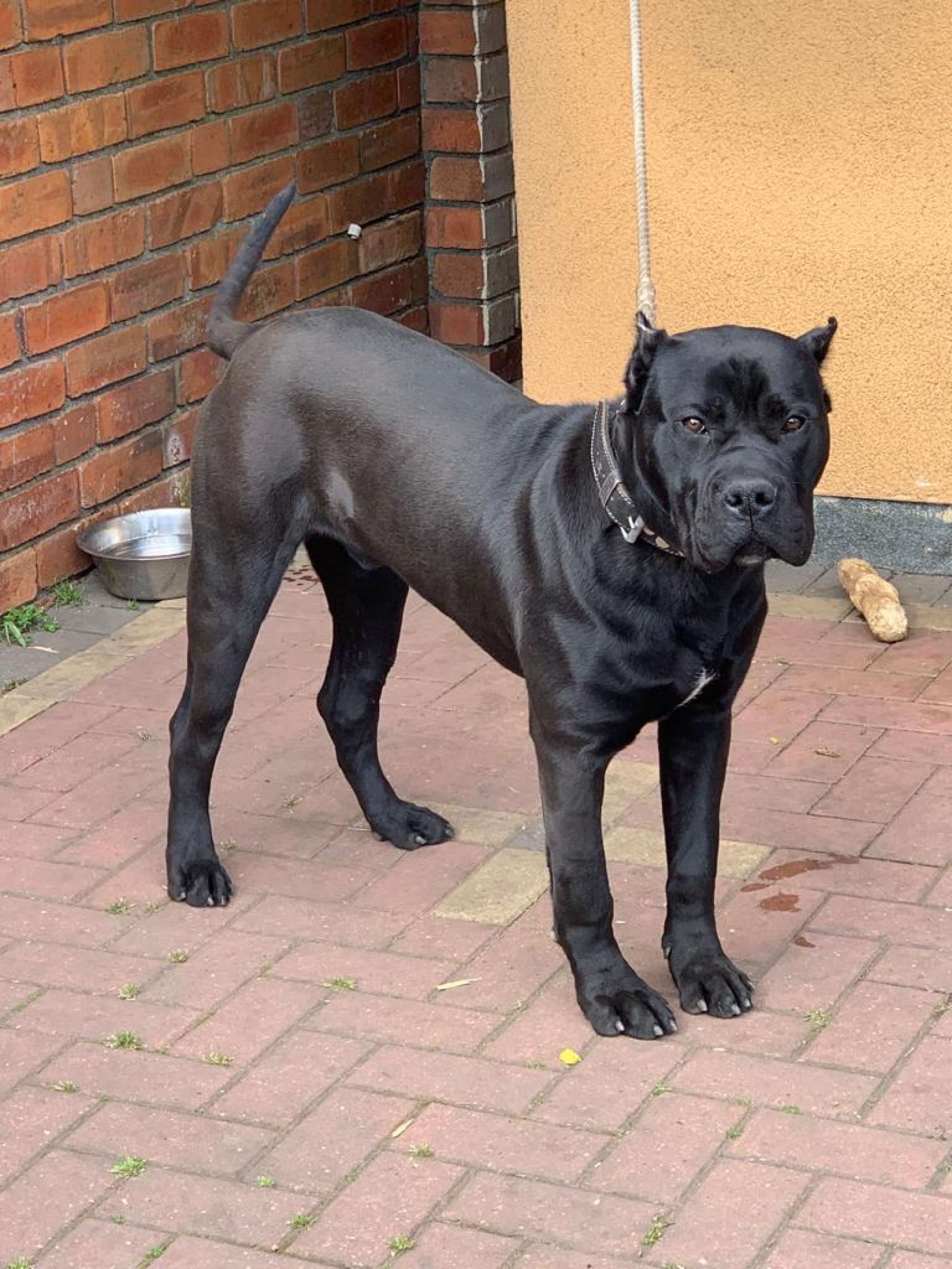 Ivoni Imperial champion line Cane corso stud - Stud Dog in walsall ...