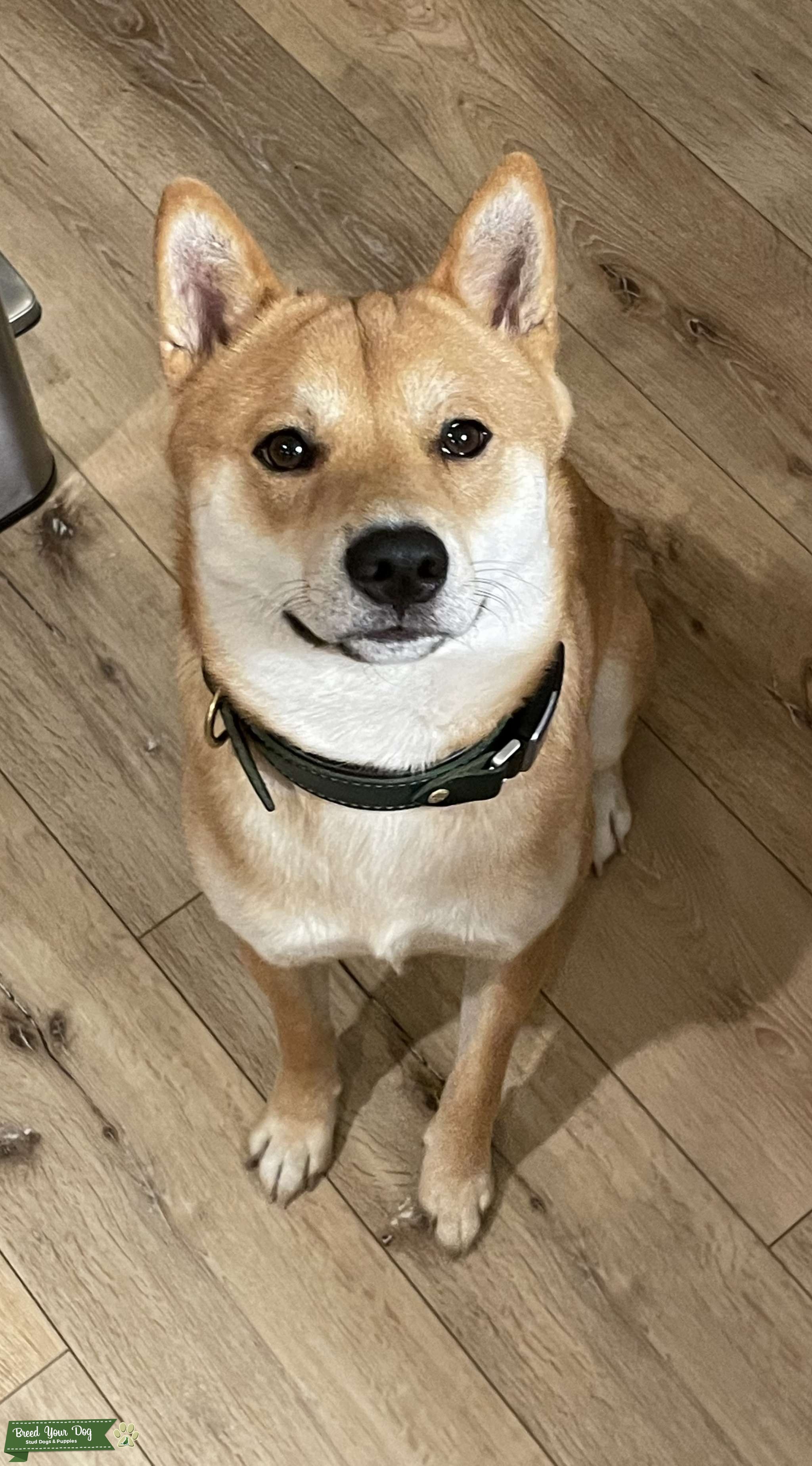 Tri-Color Shiba Inu - Stud Dog New Jersey - Breed Your Dog