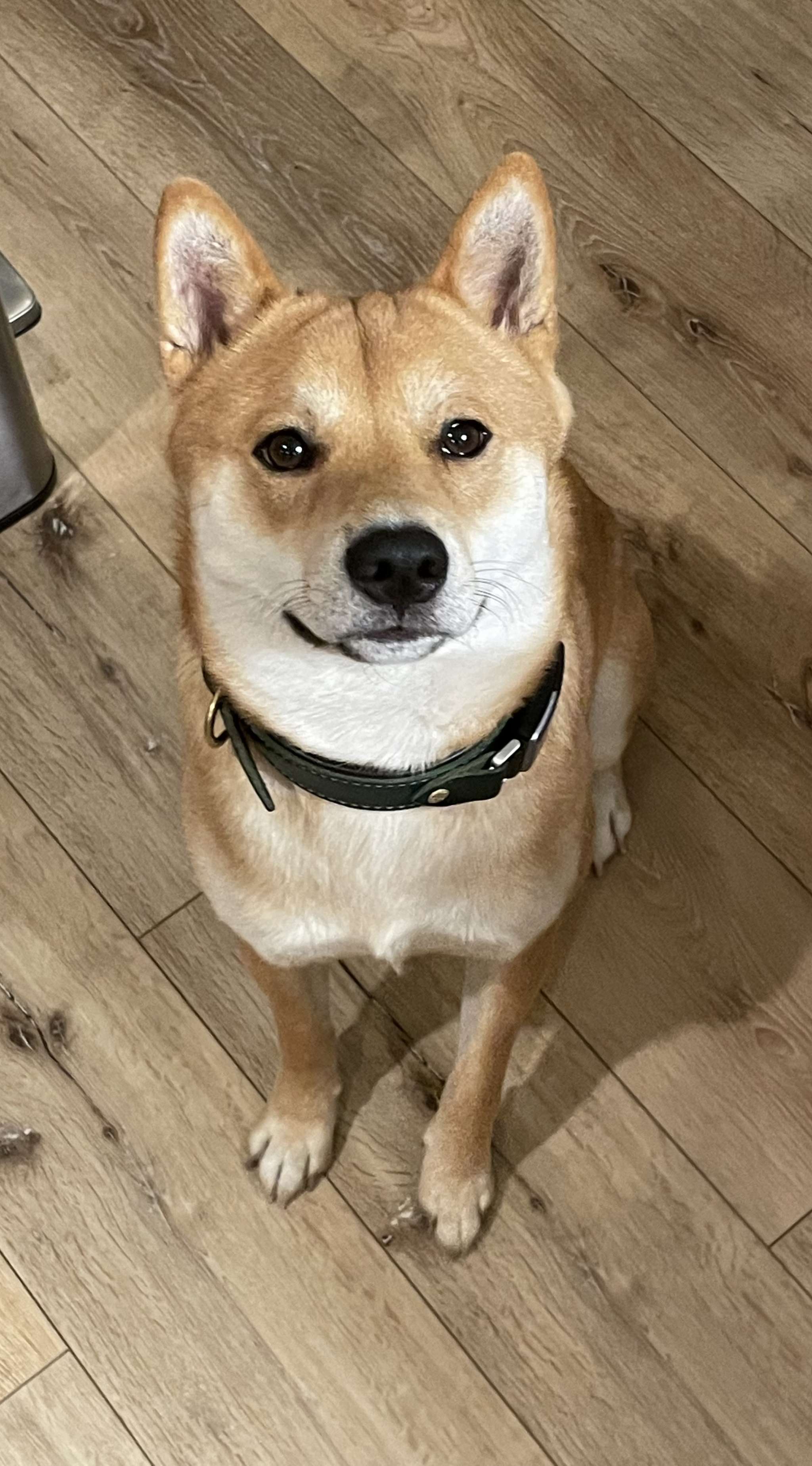 Tri-Color Shiba Inu - Stud Dog in New Jersey, the United States | Breed ...