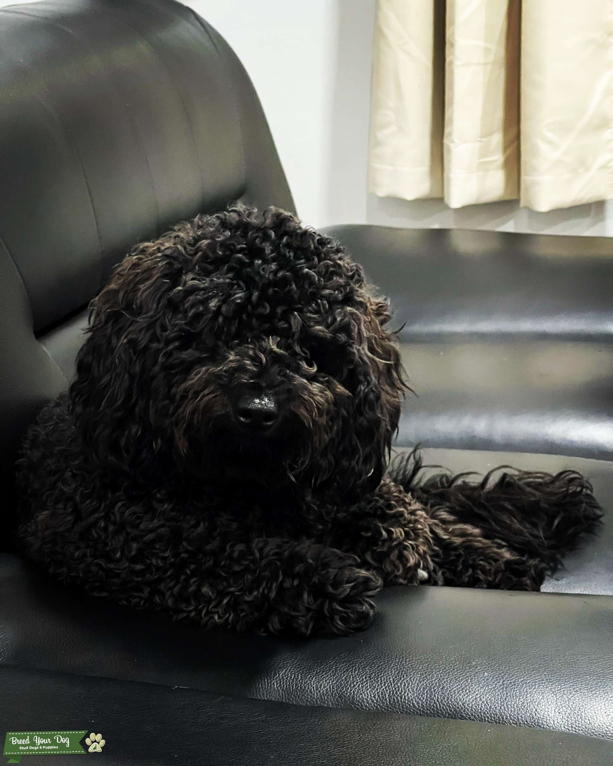 Loving Black Cockapoo - Stud Dog in New York, the United States | Breed ...