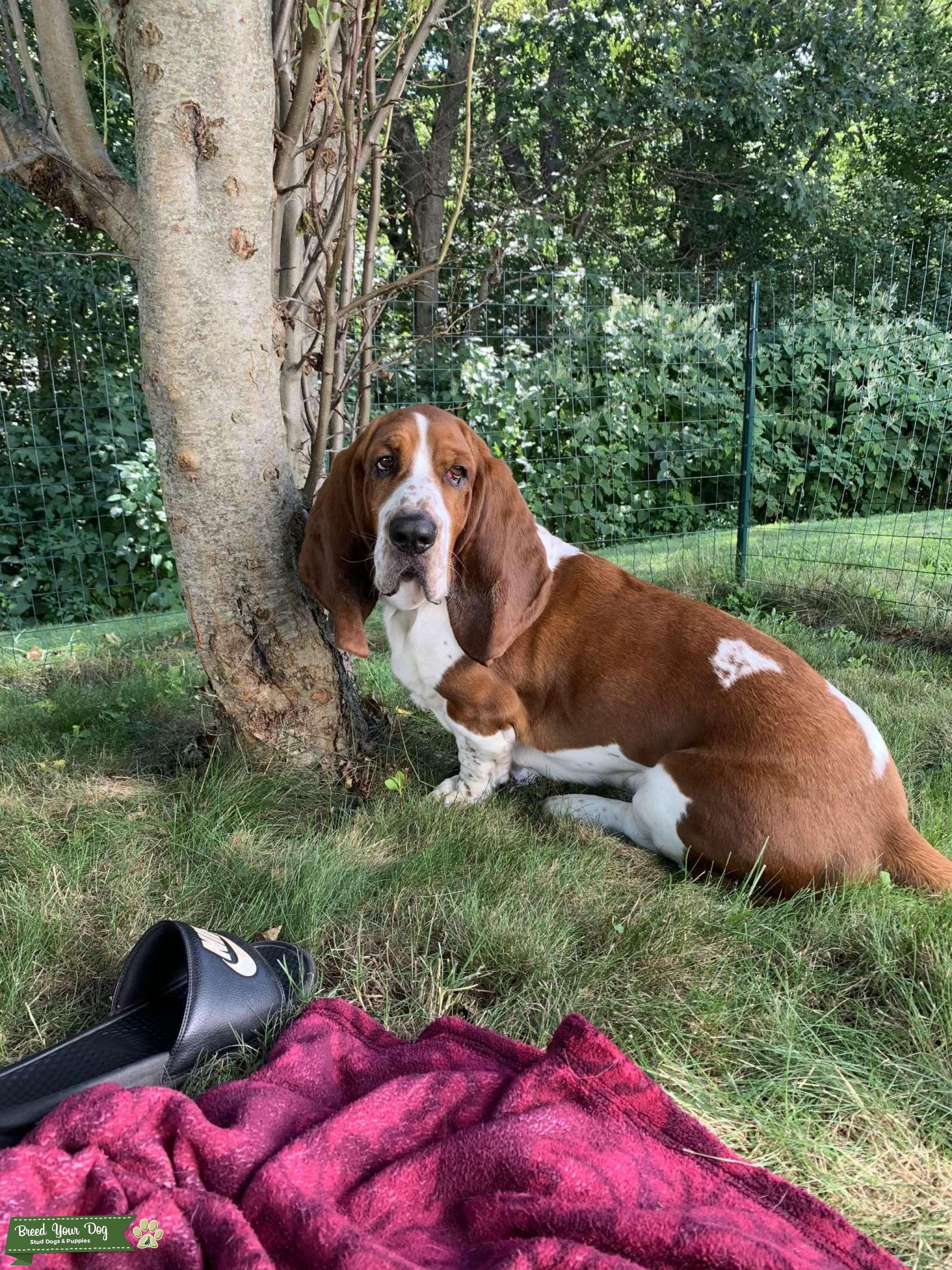 Healthy Handsome Male Bassett - Stud Dog in Virginia, the United States ...