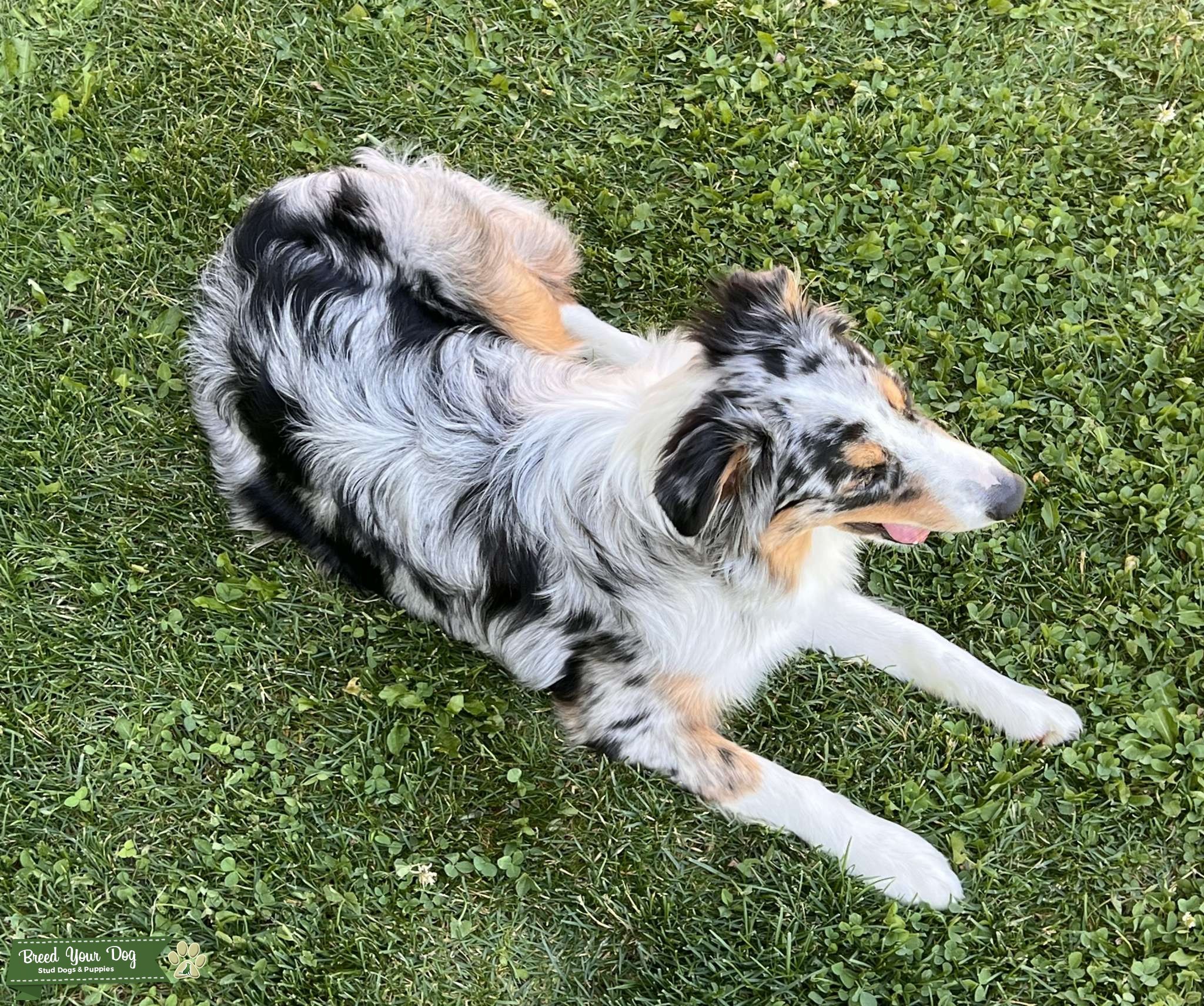 Blue Tri Australian Shepard - Stud Dog Montana - Breed Your Dog