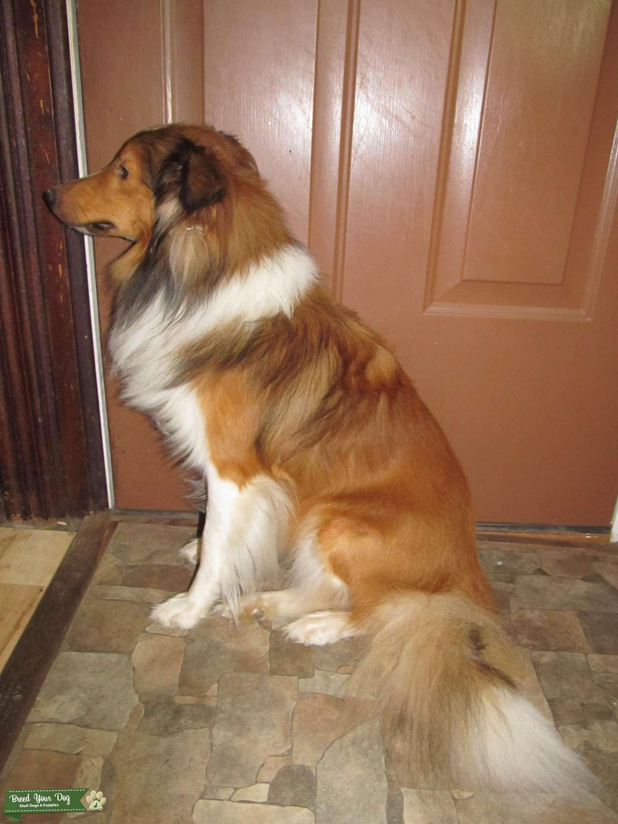 Sheltie Male for Stud - Stud Dog in Northeast, the United States ...