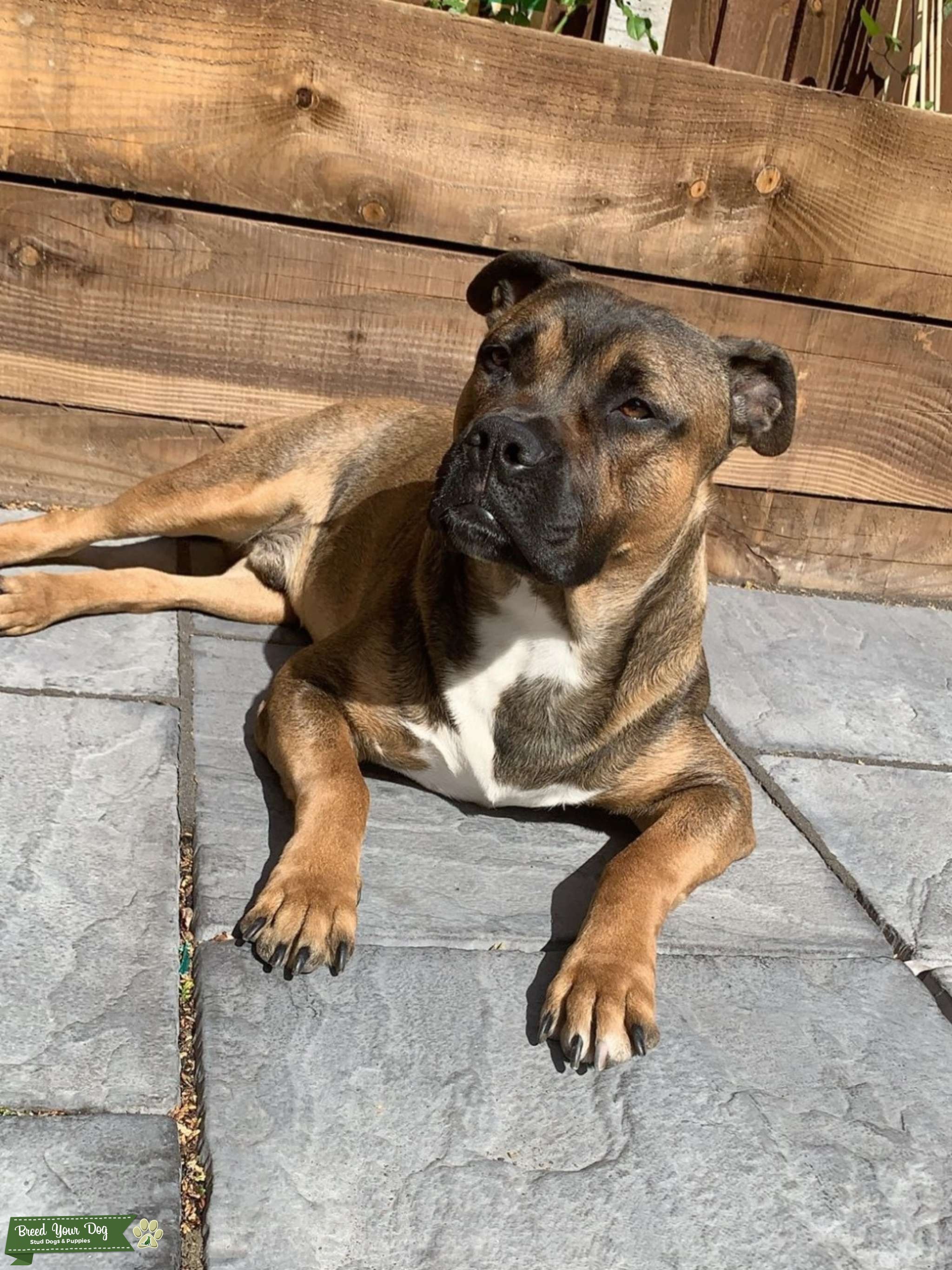 Brown staffy bulldog - Stud Dog in London, the United States | Breed ...