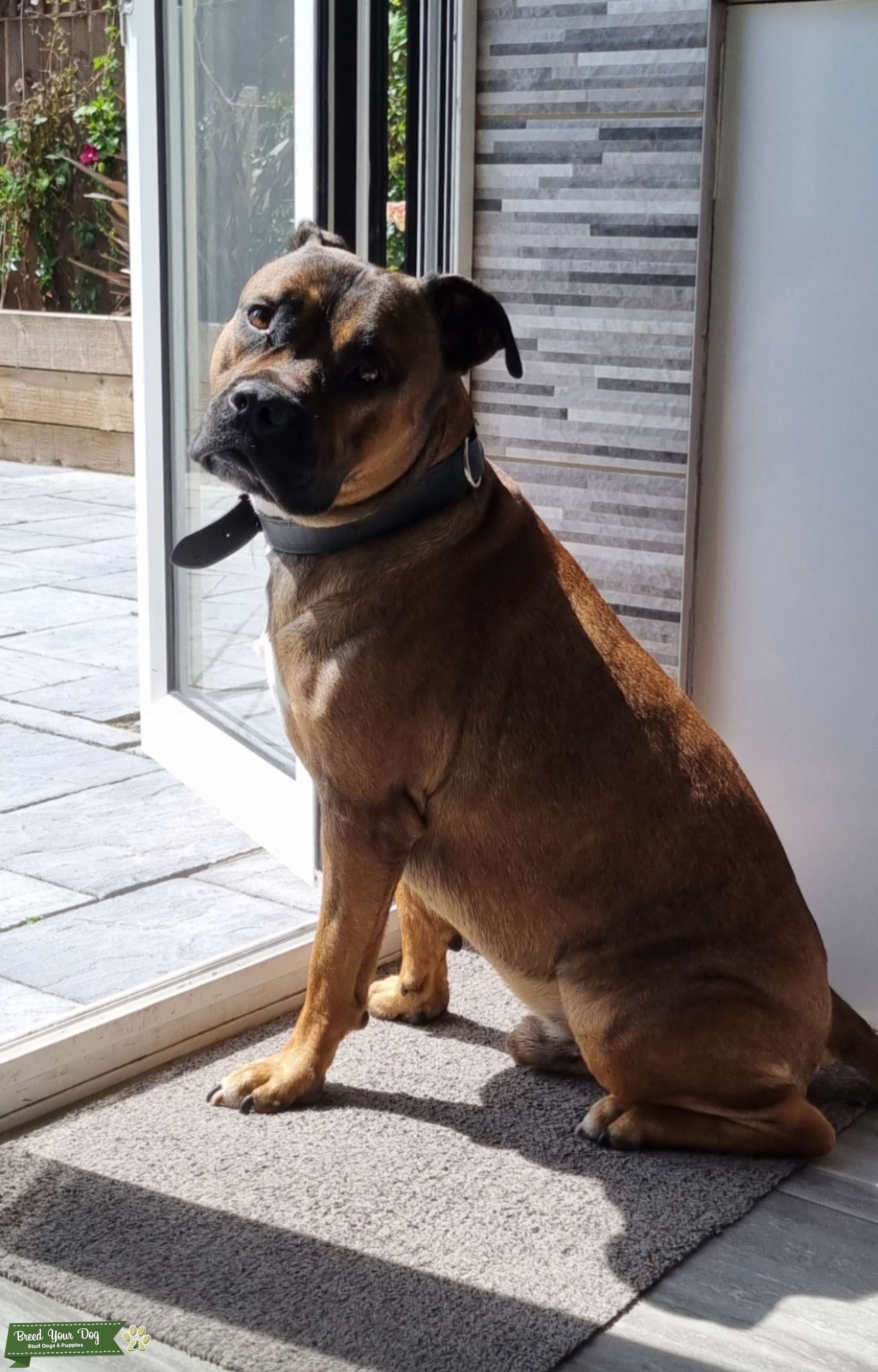 Brown staffy bulldog - Stud Dog in London, the United States | Breed ...