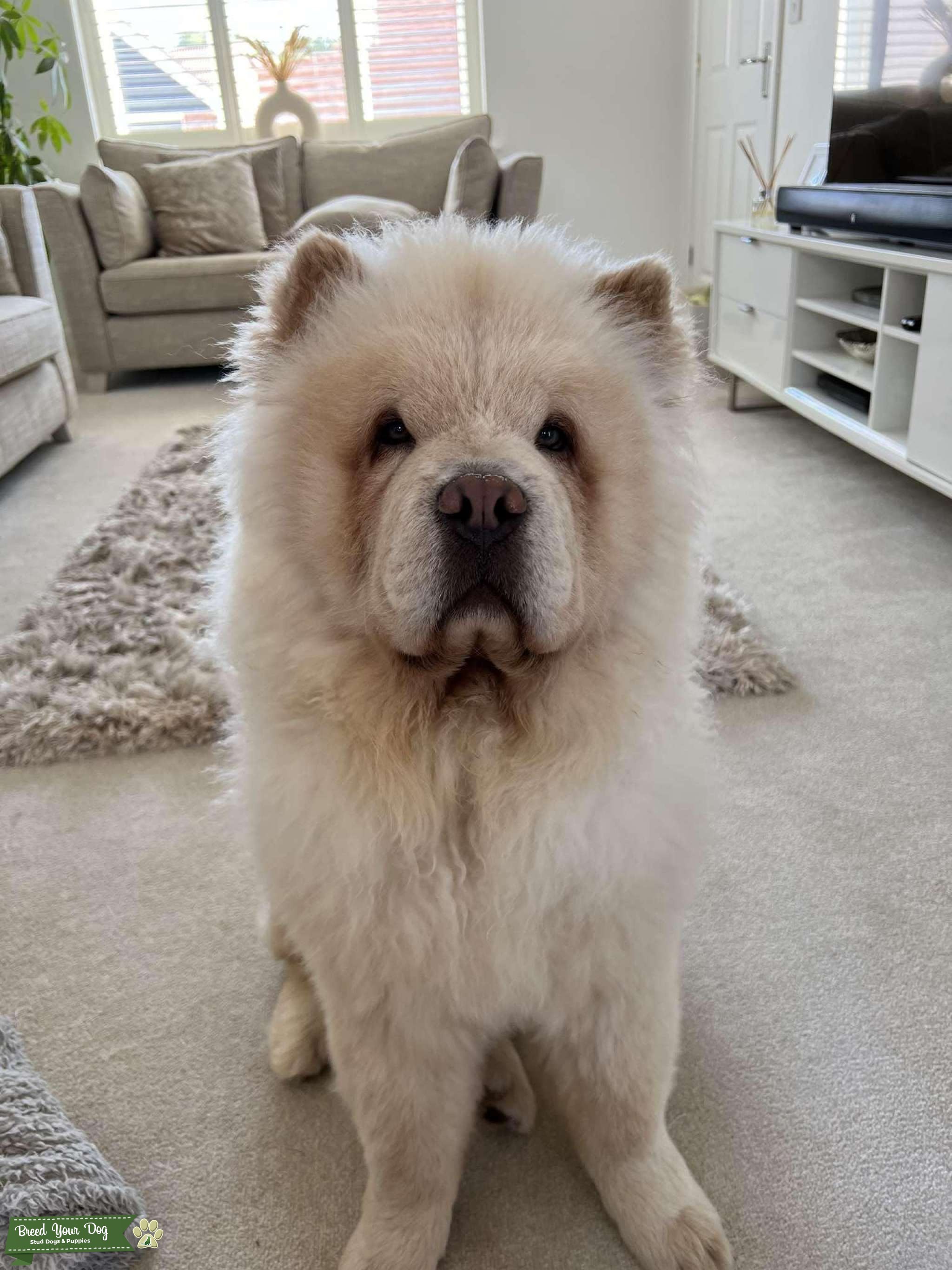 Cream Chow Chow available for stud - Stud Dog in Norfolk, United ...