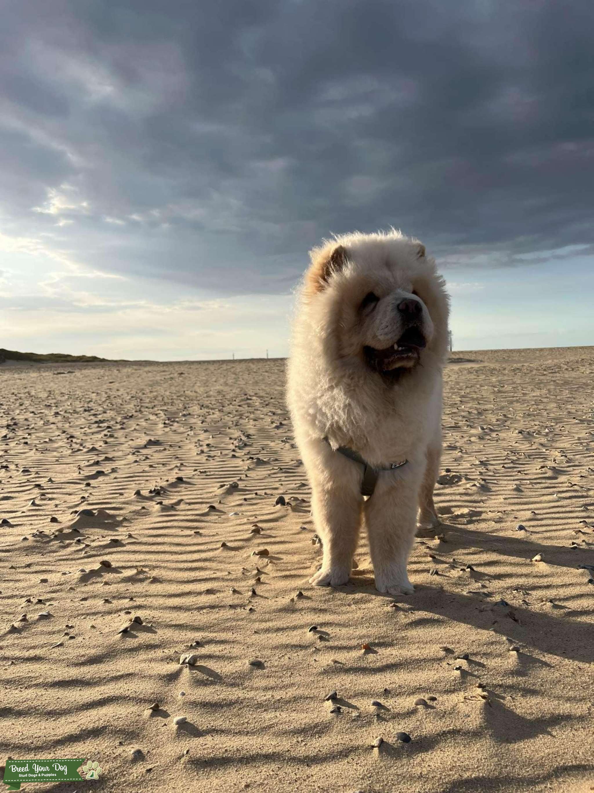 Cream Chow Chow available for stud - Stud Dog in Norfolk, United ...