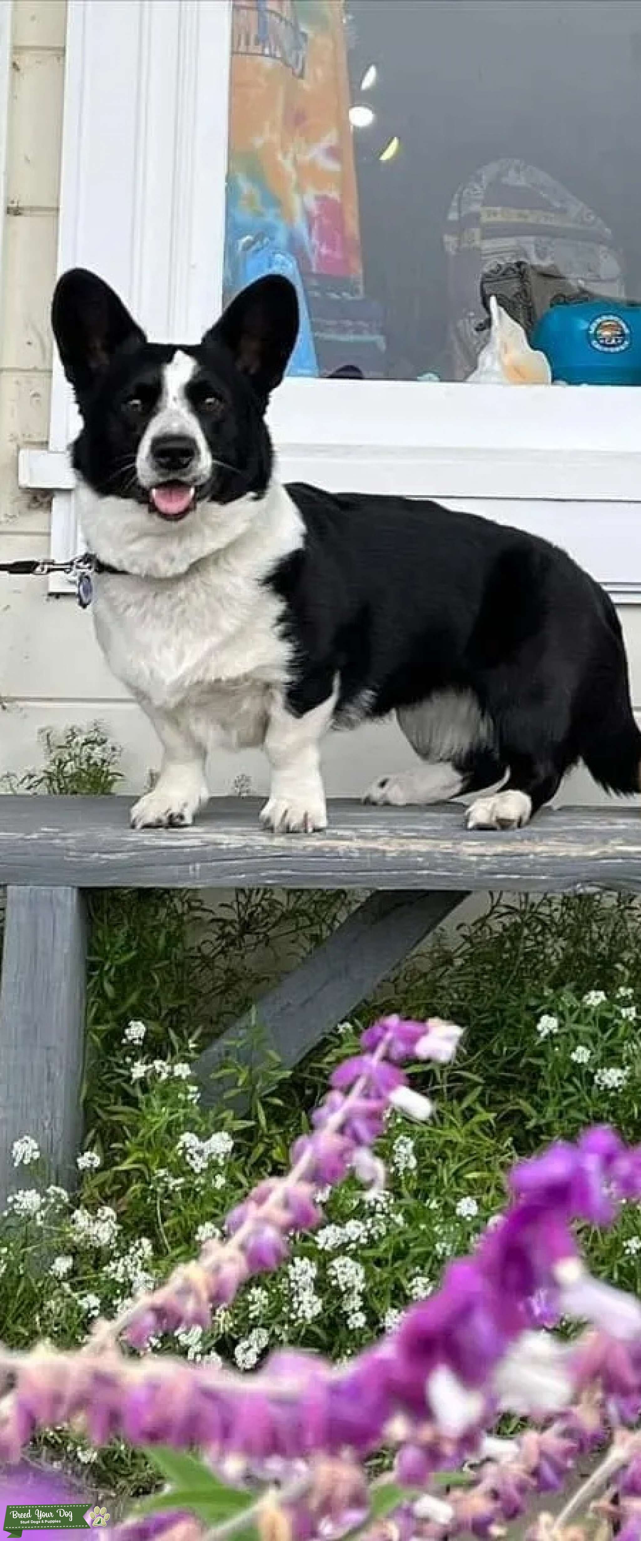 In need of registered male blue Merle Corgi studding service - Stud Dog ...