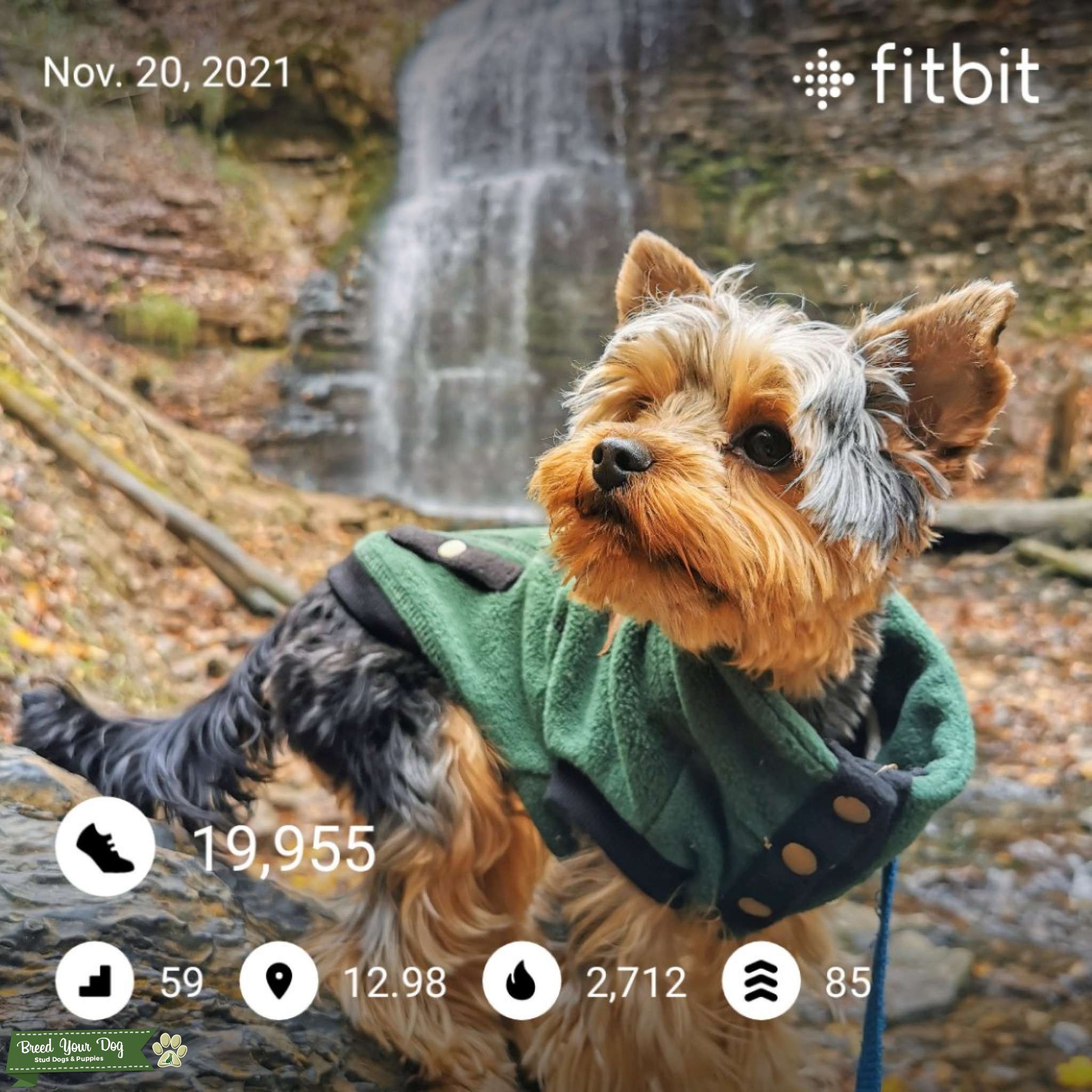 Healthy handsome Yorkie Male for Stud - Stud Dog in Ontario, Canada ...