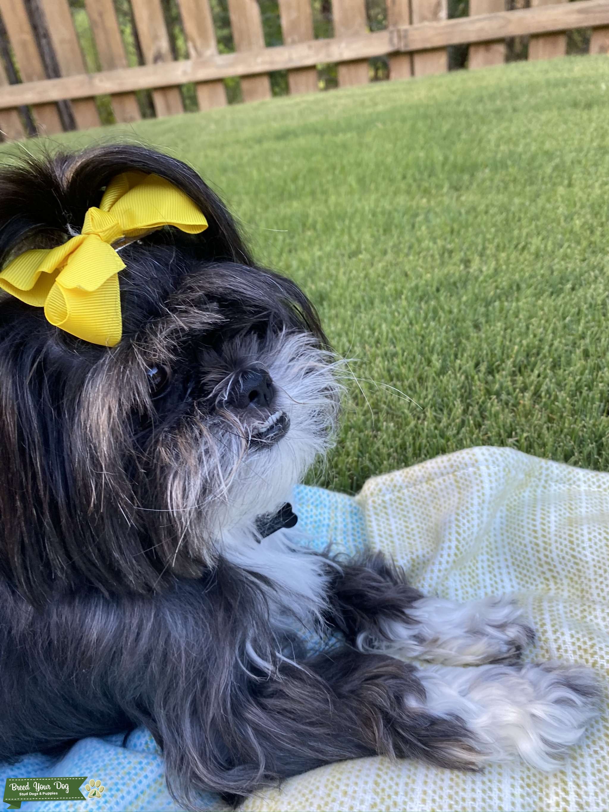 Shih Tzu - Stud Dog Atlanta - Breed Your Dog