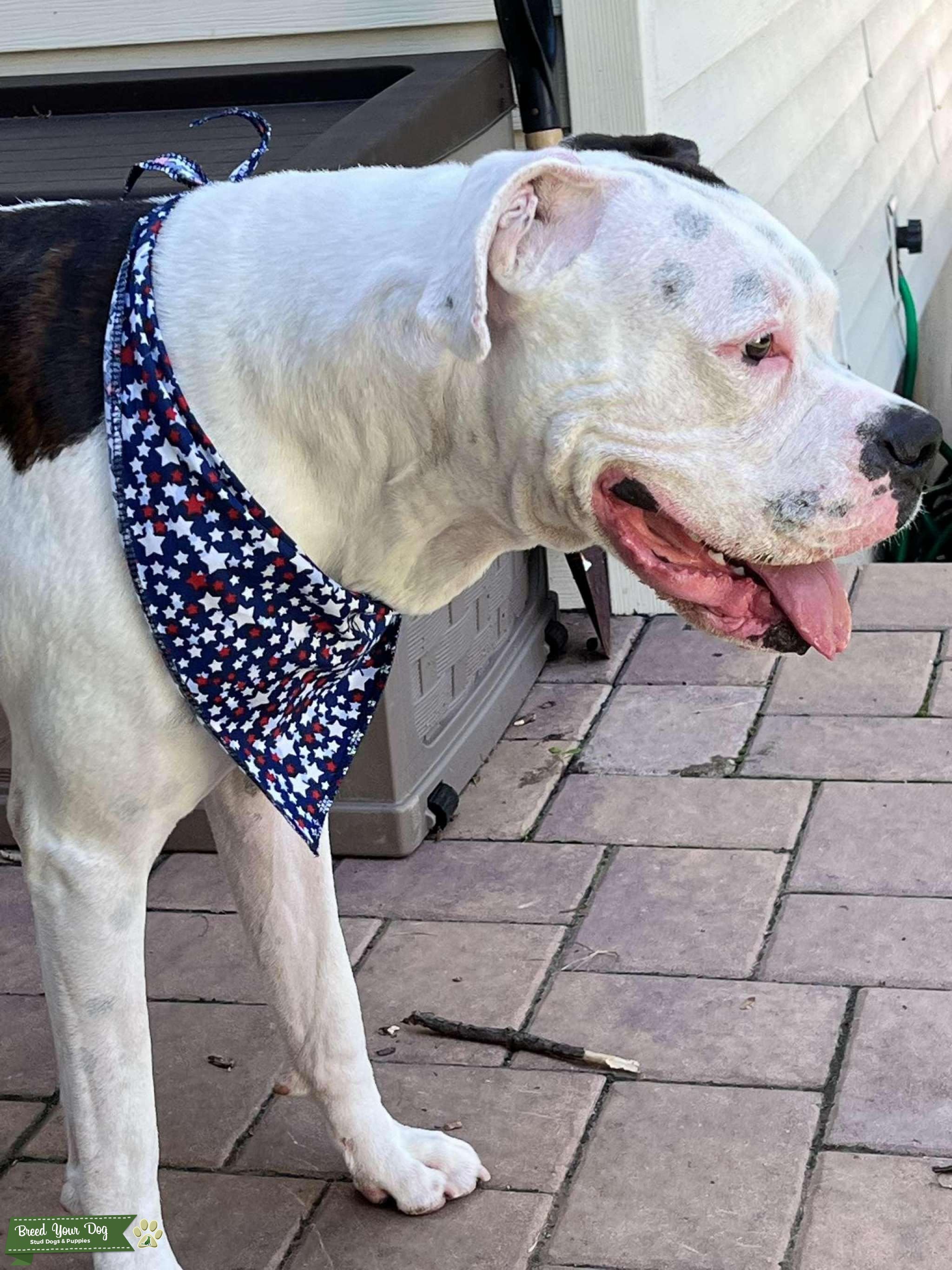 White And Brindle Boxer - Stud Dog in New Jersey , the United States ...
