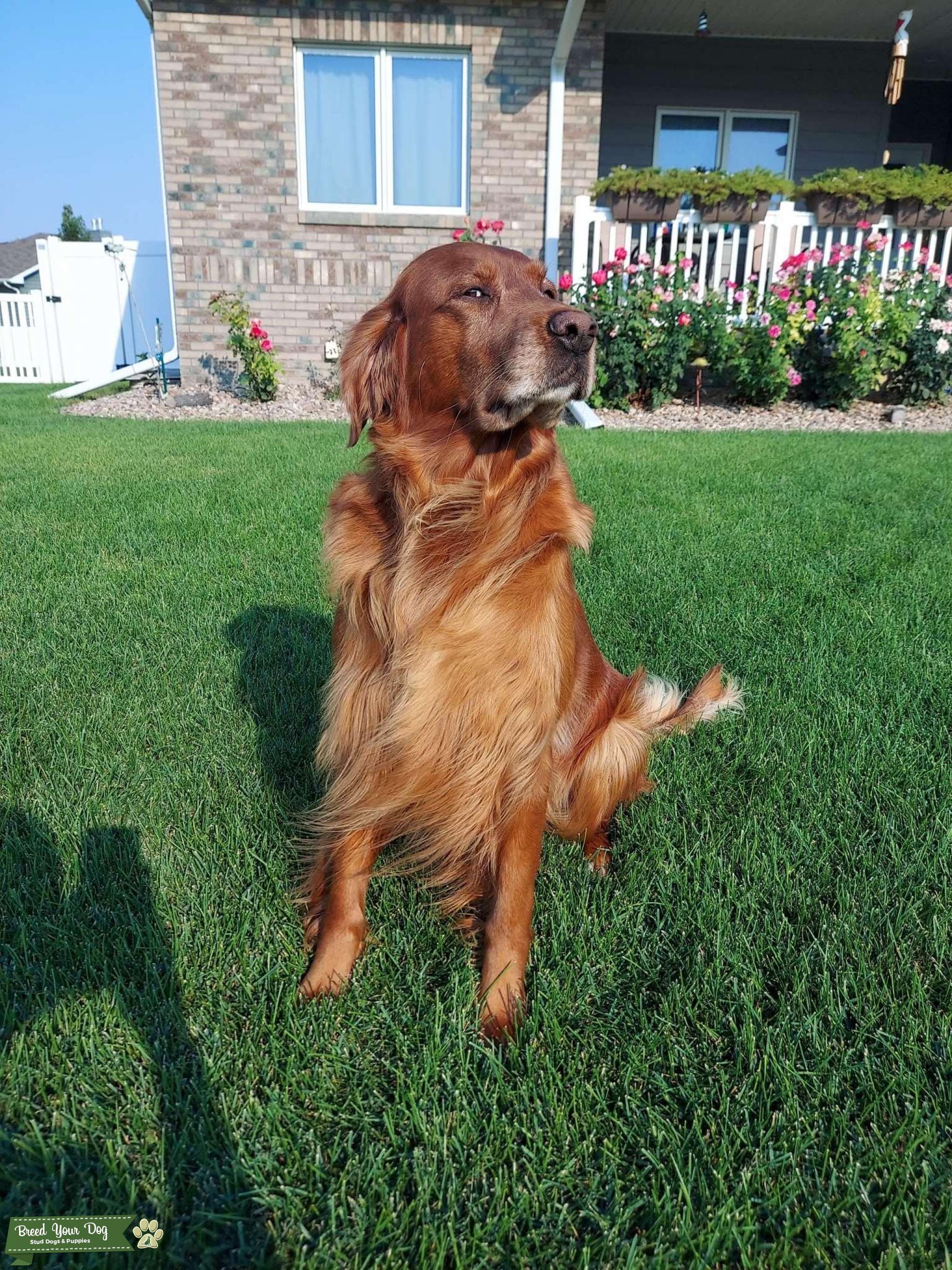 Golden irish - Stud Dog in NE, the United States | Breed Your Dog