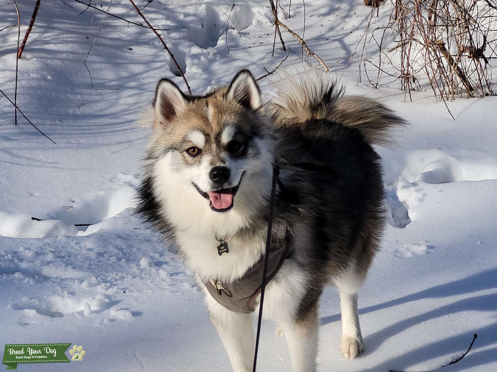 Pomsky - Stud Dog in Virginia, the United States | Breed Your Dog