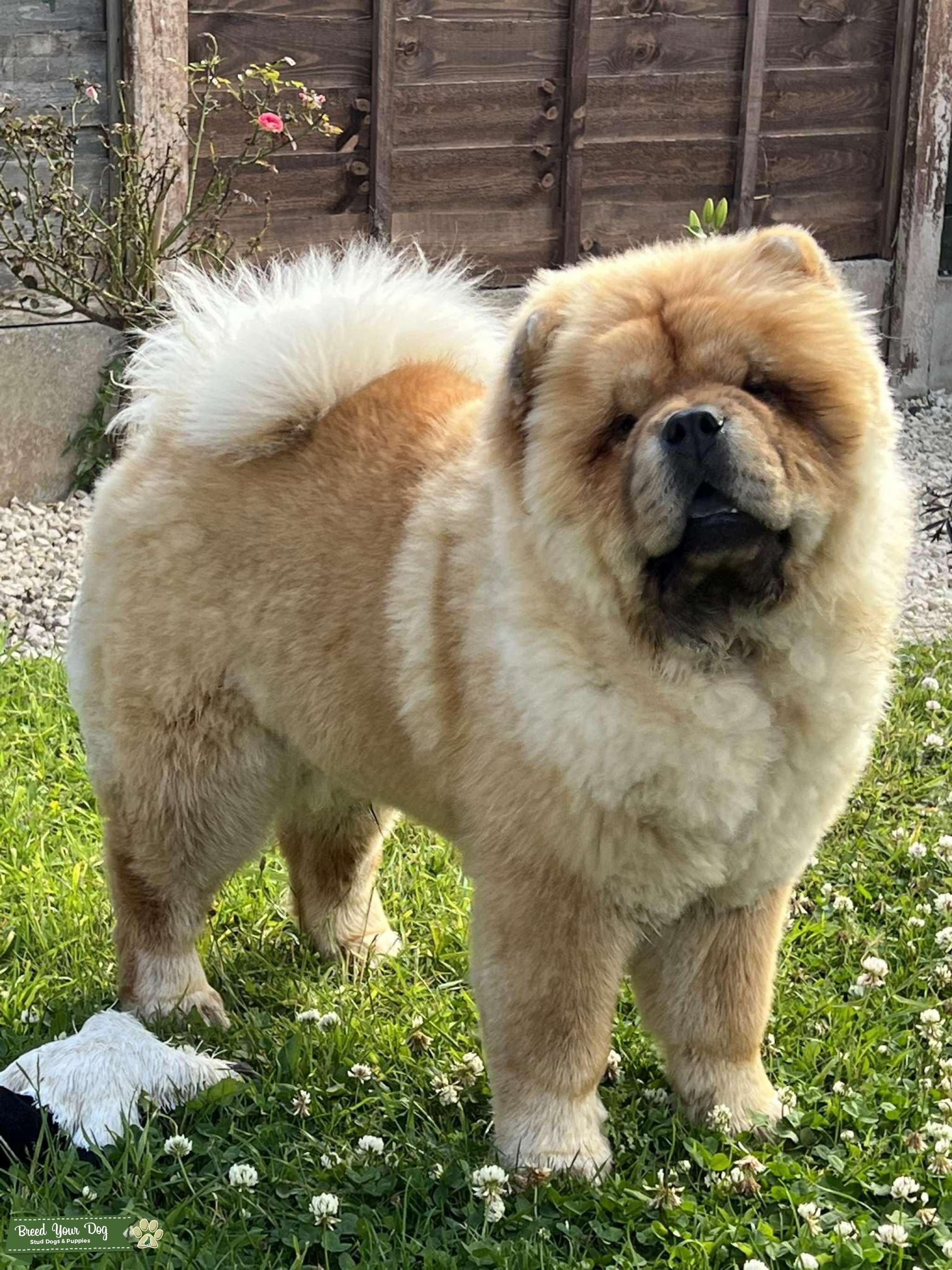 Chow chow - Stud Dog in Manchester , United Kingdom | Breed Your Dog