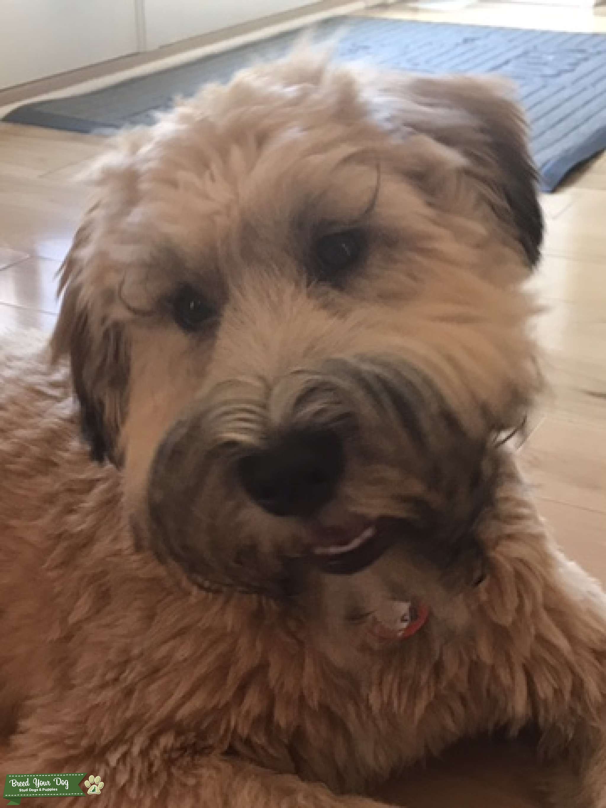 AKC Pedigree Soft Coated Wheaten - Stud Dog MI - Breed Your Dog