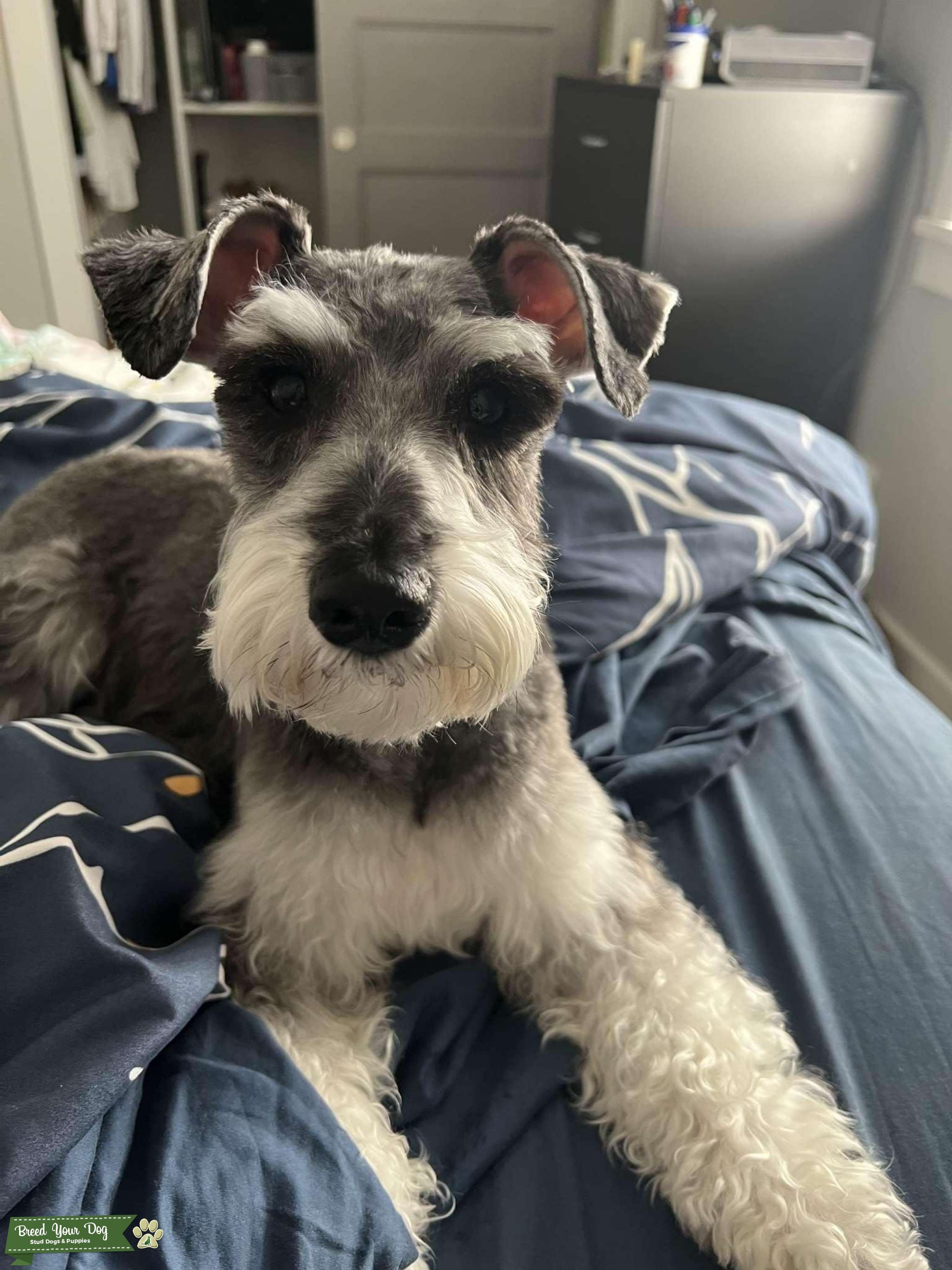 Looking for stud - Stud Dog Meridian - Breed Your Dog