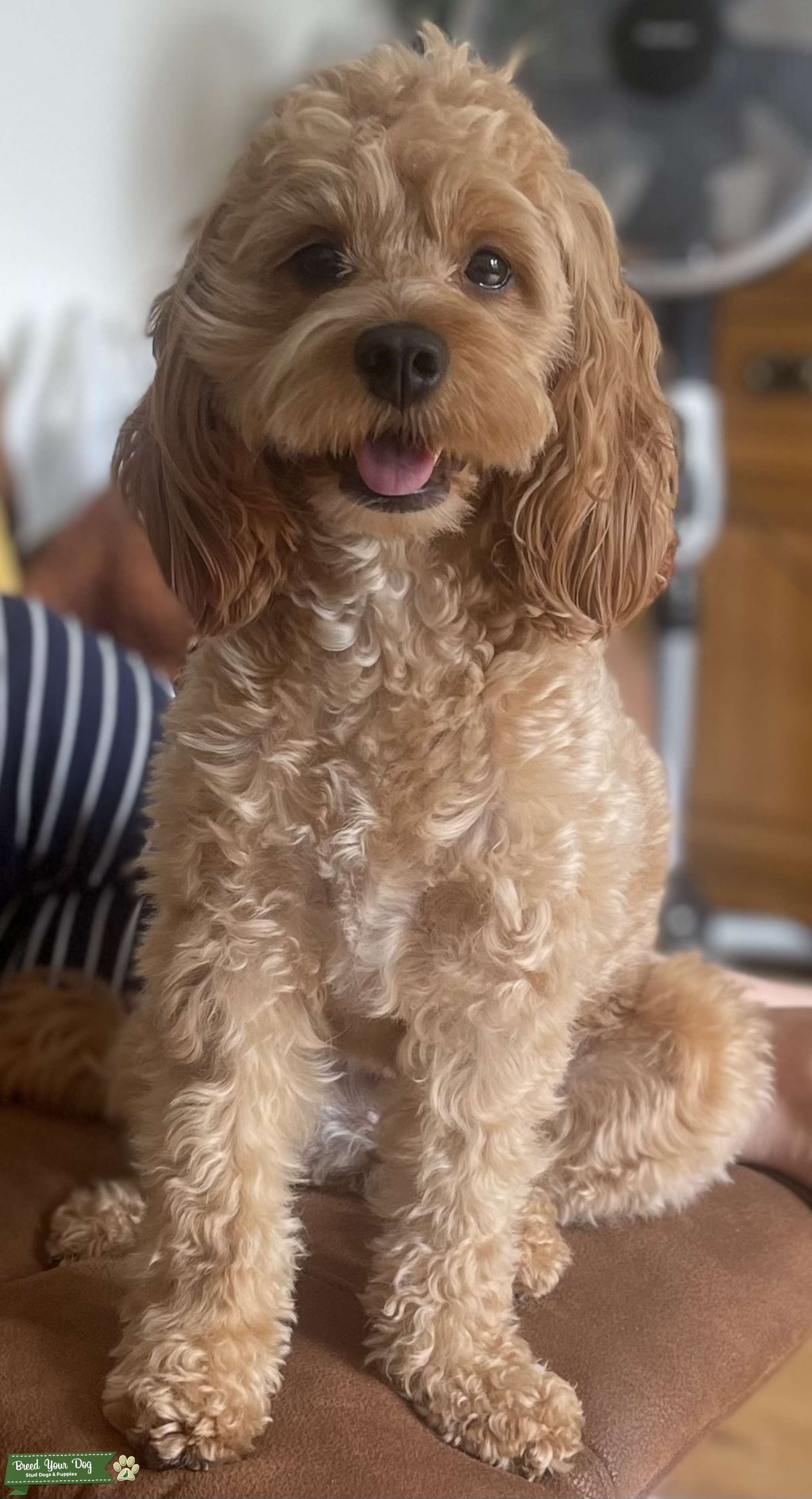 Cockapoo Bitch seeking a mate - Stud Dog in West Midlands, India ...