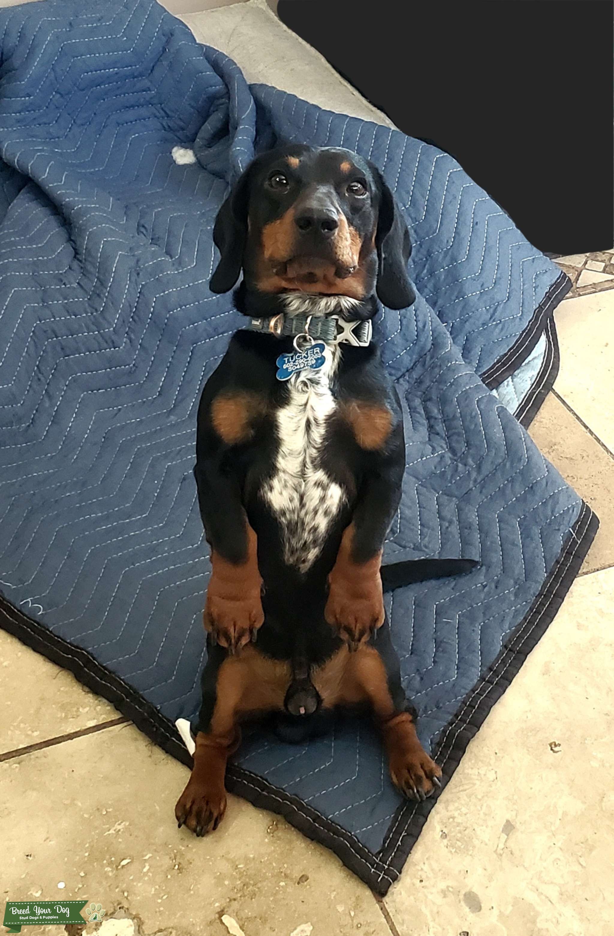 Stud dog available - Stud Dog in Glendale, AZ, the United States ...