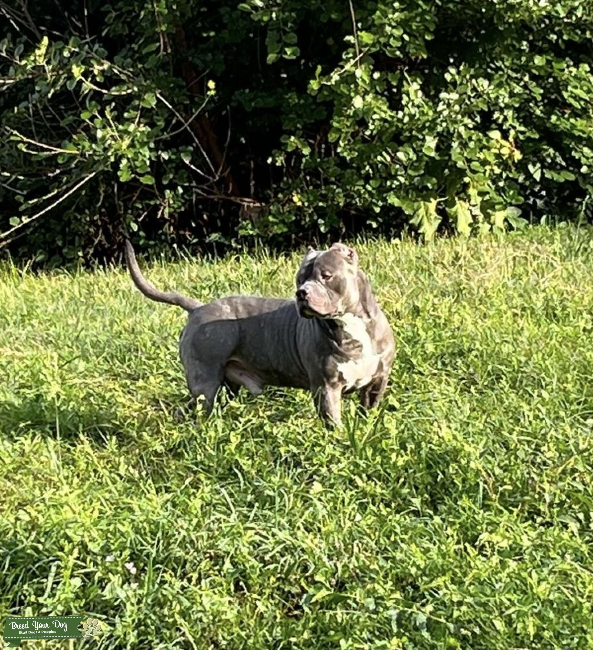 Blue American Bully - Stud Dog in Pittsburgh , United States | Breed ...