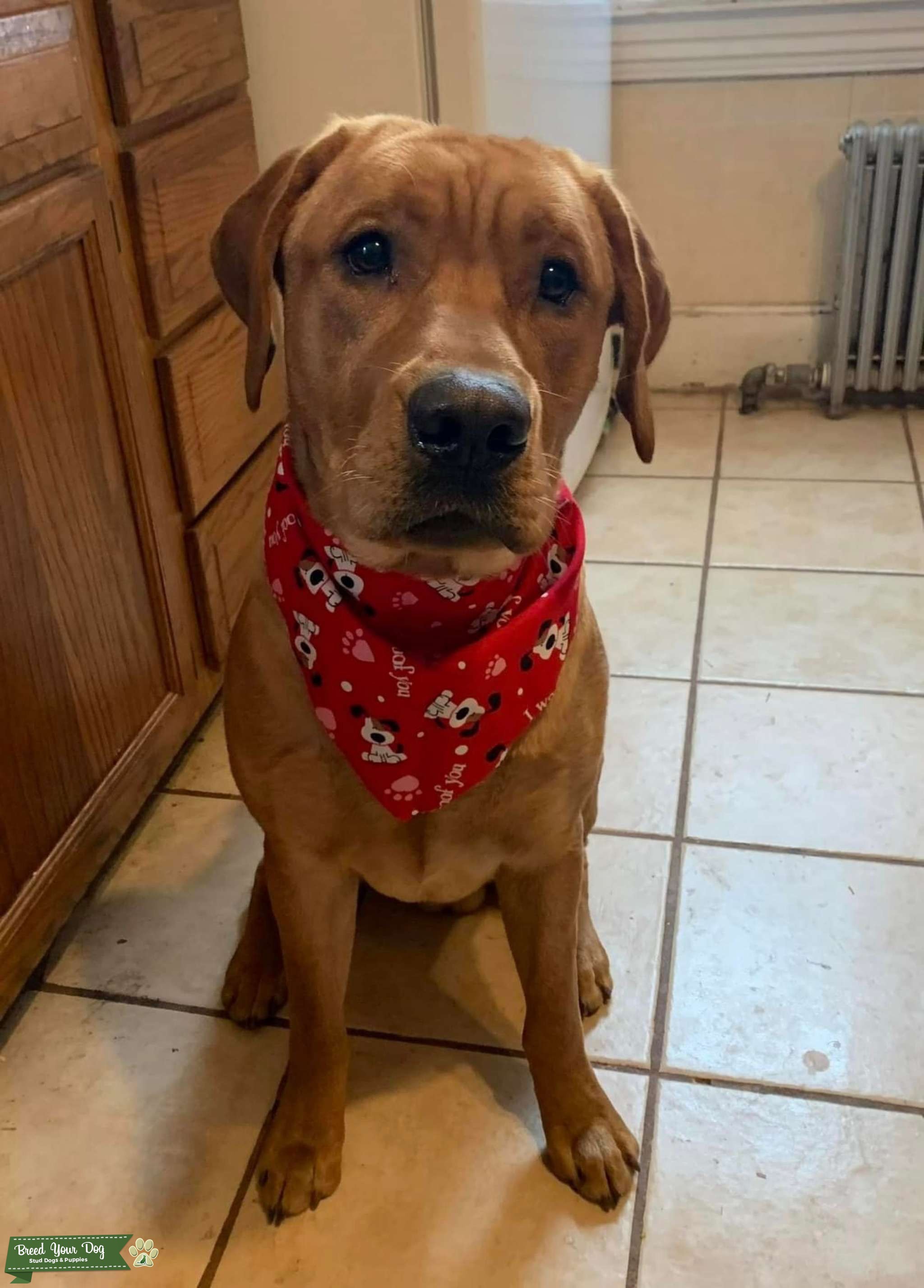 AKC Fox Red Labrador Retriever with Silver Factor DNA and OFA tested ...