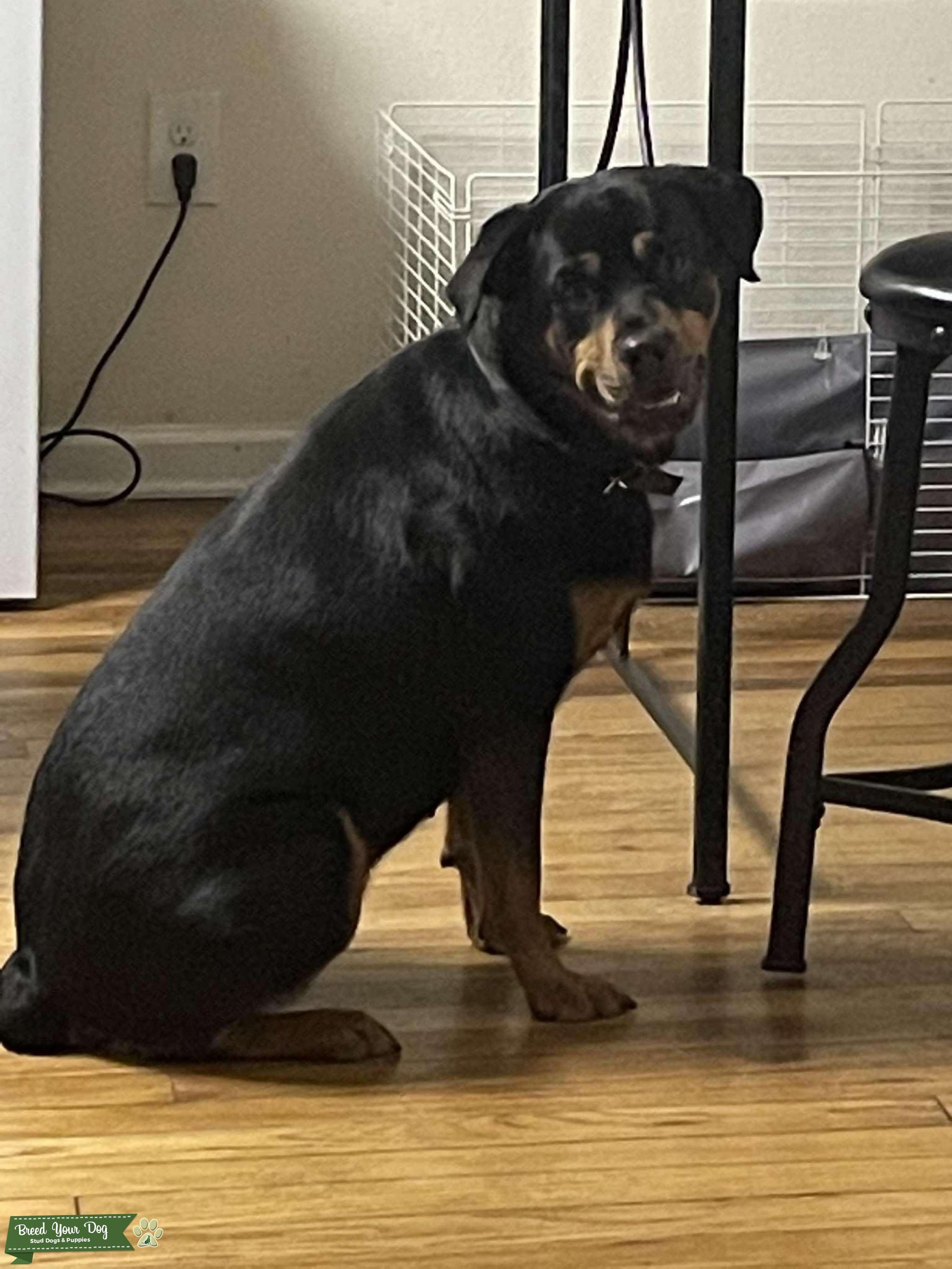 Female Rottweiler - Stud Dog in Maryland , United States | Breed Your Dog