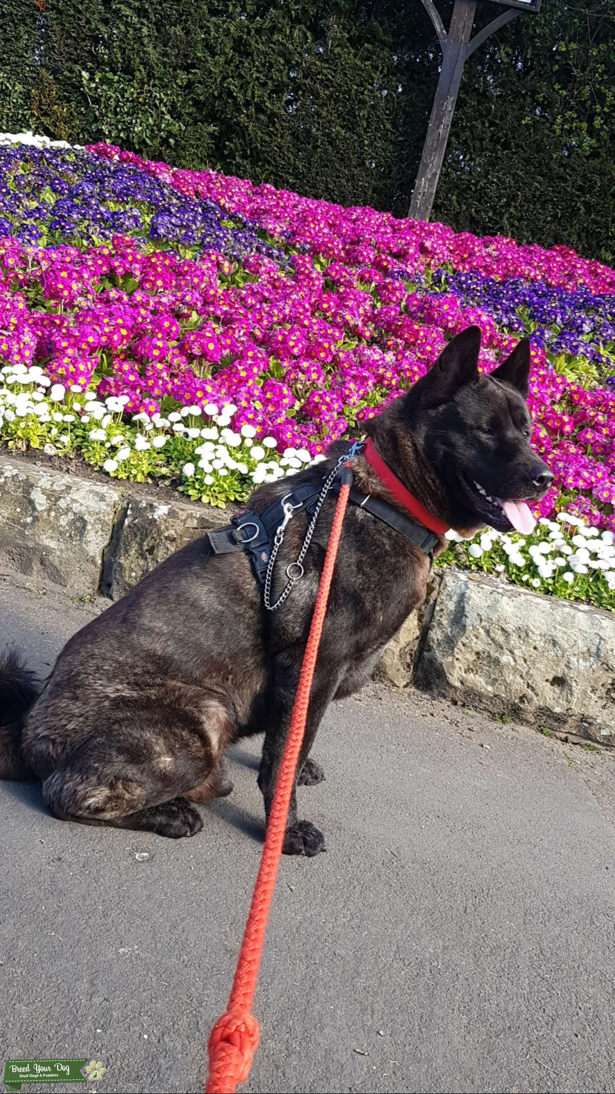 Big American Akita 3yr old black brindle rare colour now available to ...