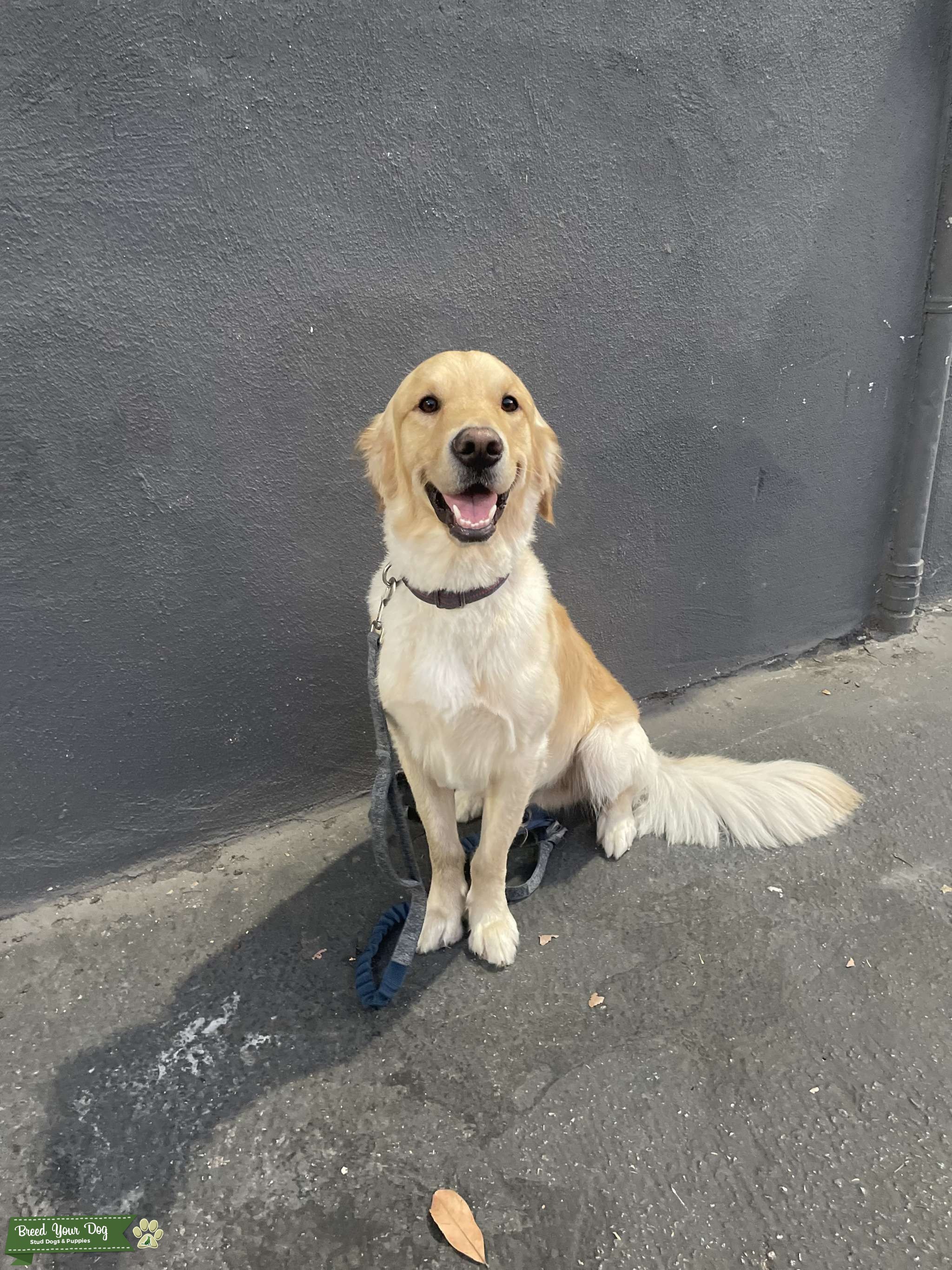 Gold Retriever Stud - Stud Dog in Los Angeles , United States | Breed ...