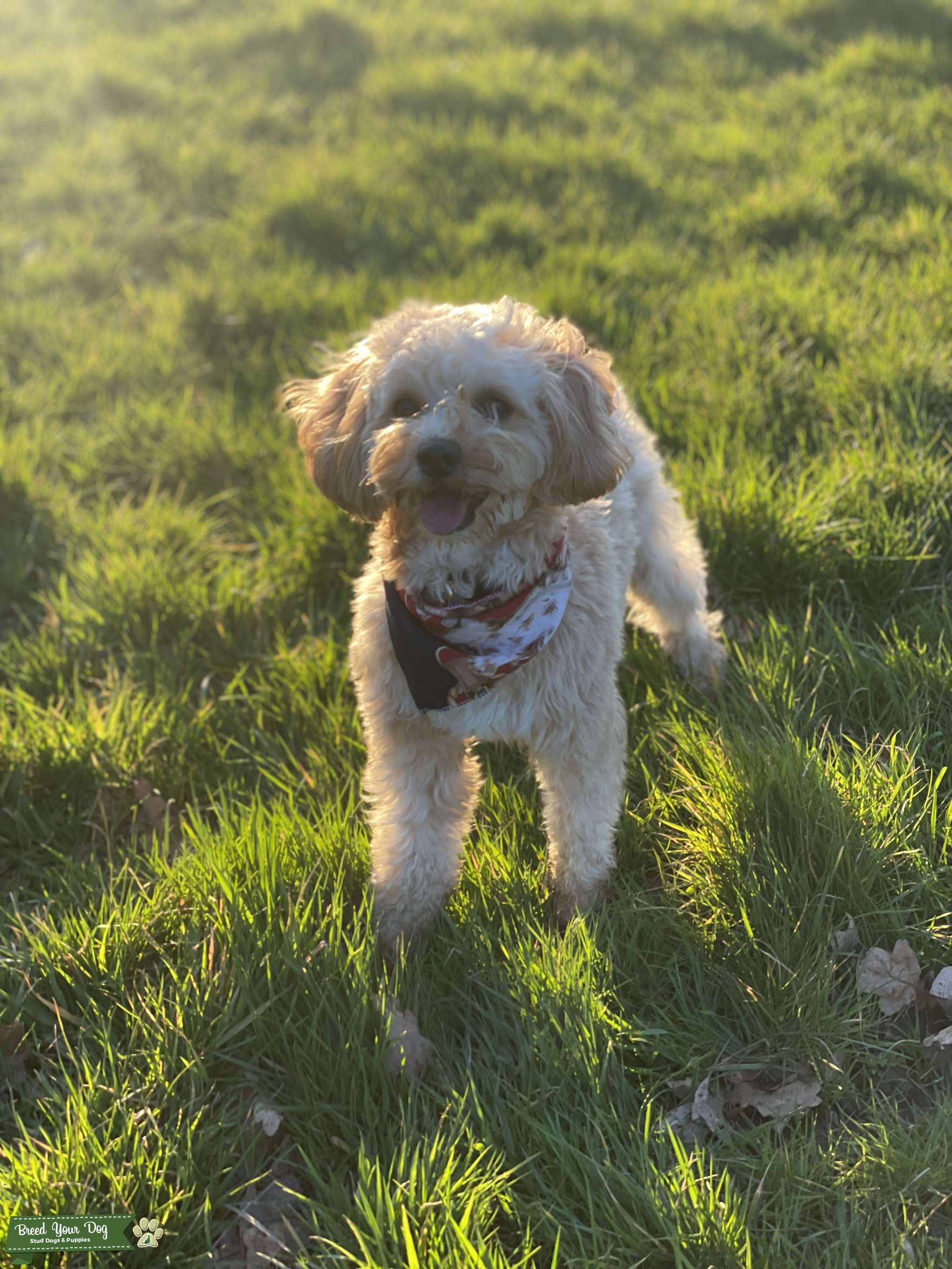 Cavapoochon for breeding - Stud Dog in London , the United Kingdom ...