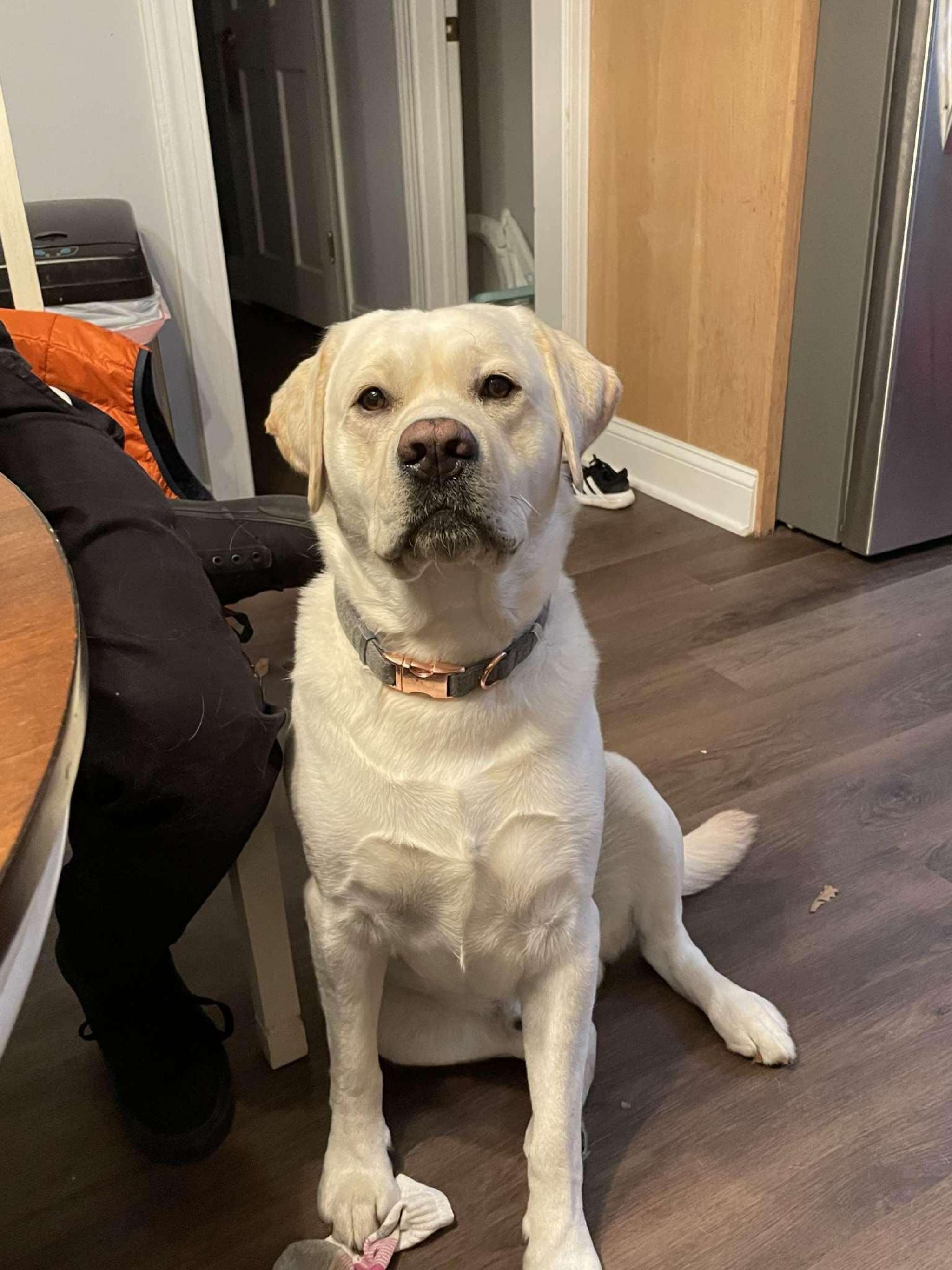 Handsome Yellow English Lab - Stud Dog in Central NJ, United States ...