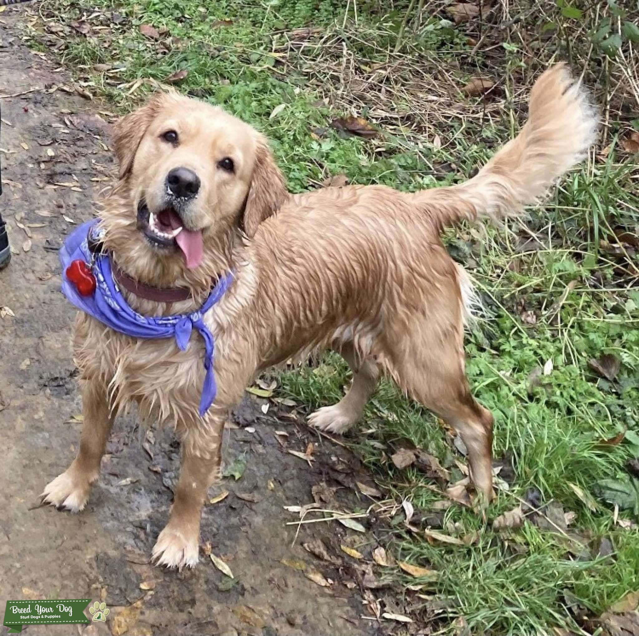 Golden Retriever / Labrador - Stud Dog in Hampshire, the United States ...