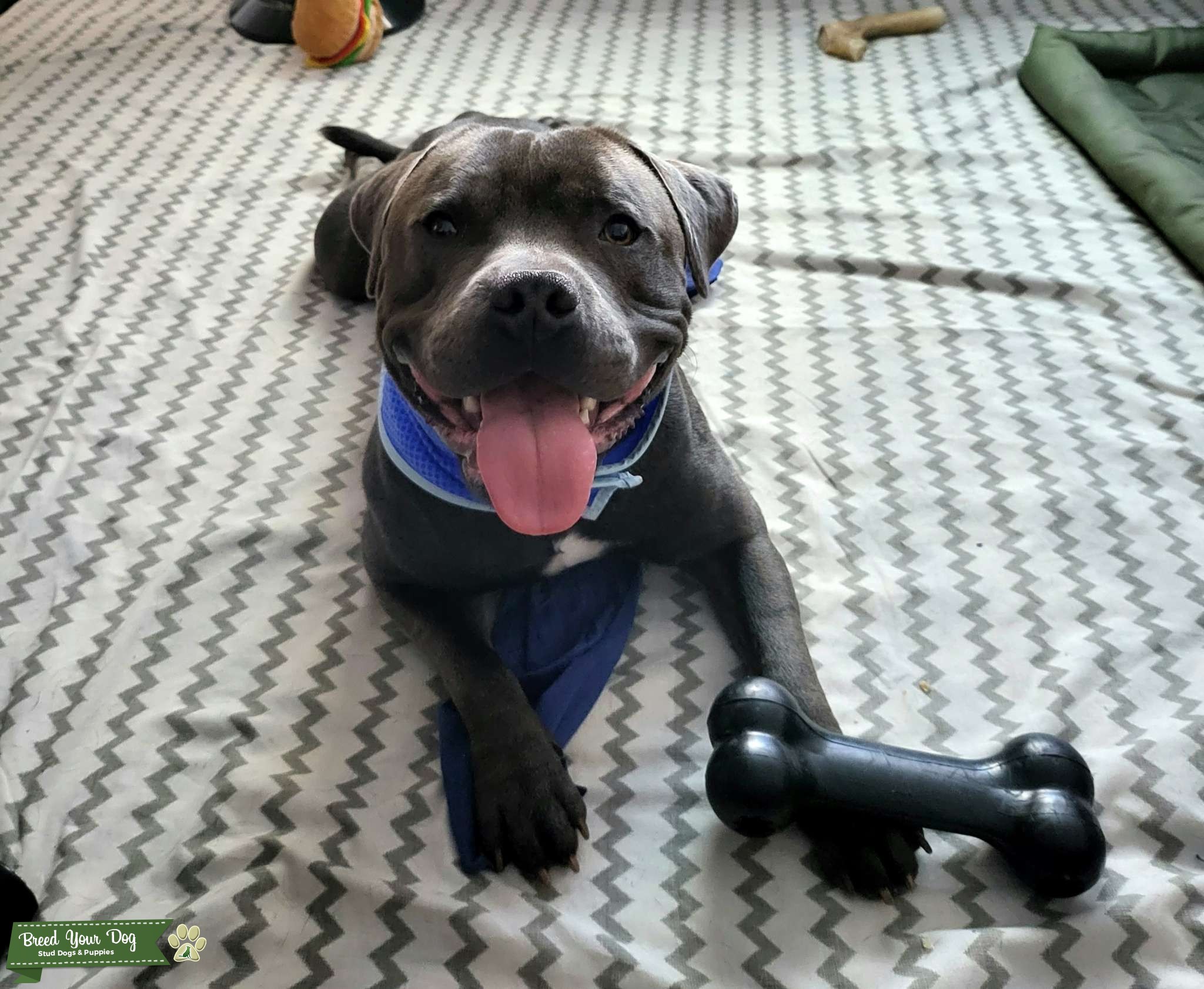 Blue Staffordshire Bull terrier Full Pedigree - Stud Dog in Birmingham ...