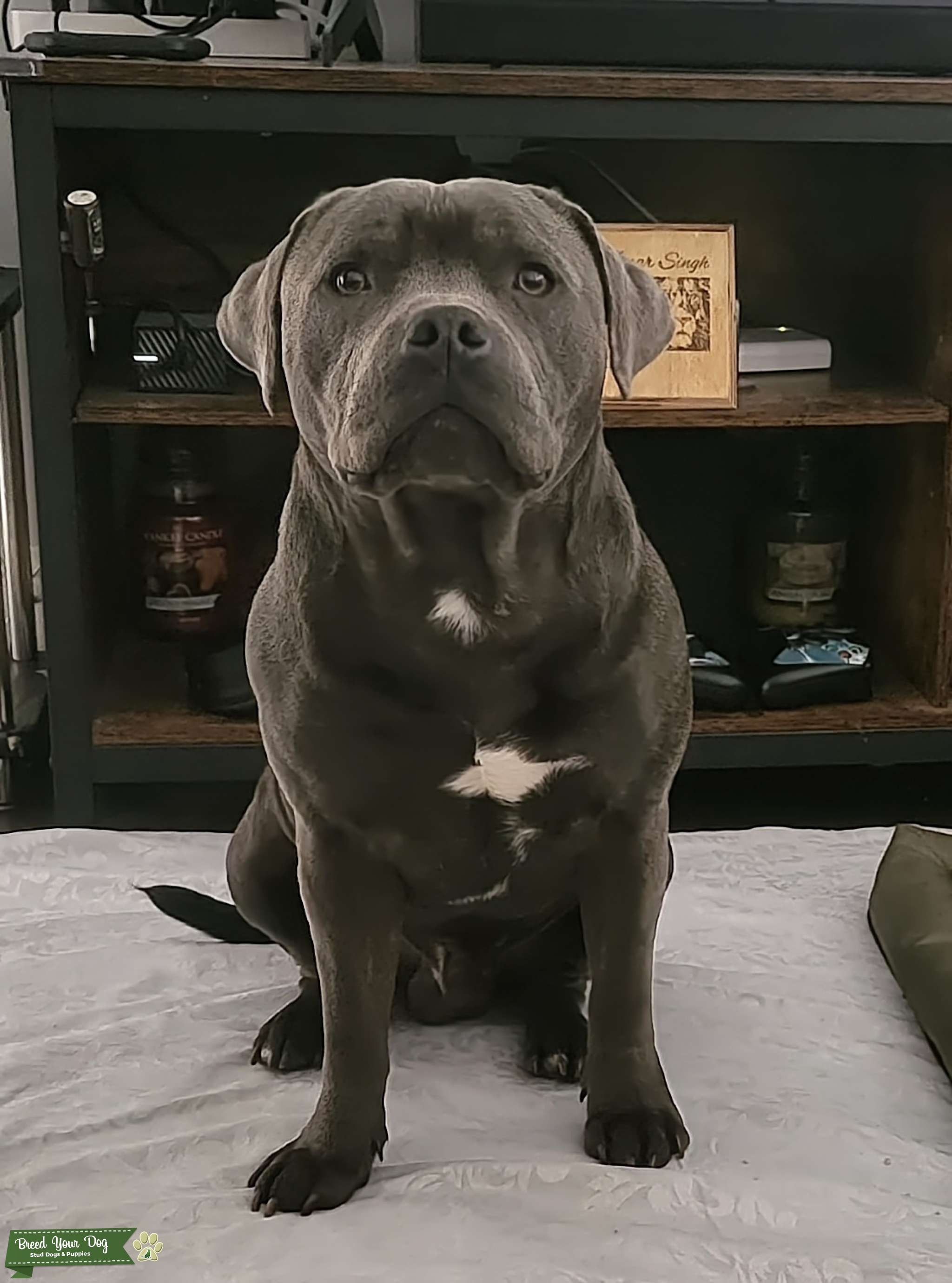 Blue Staffordshire Bull terrier Full Pedigree - Stud Dog in Birmingham ...