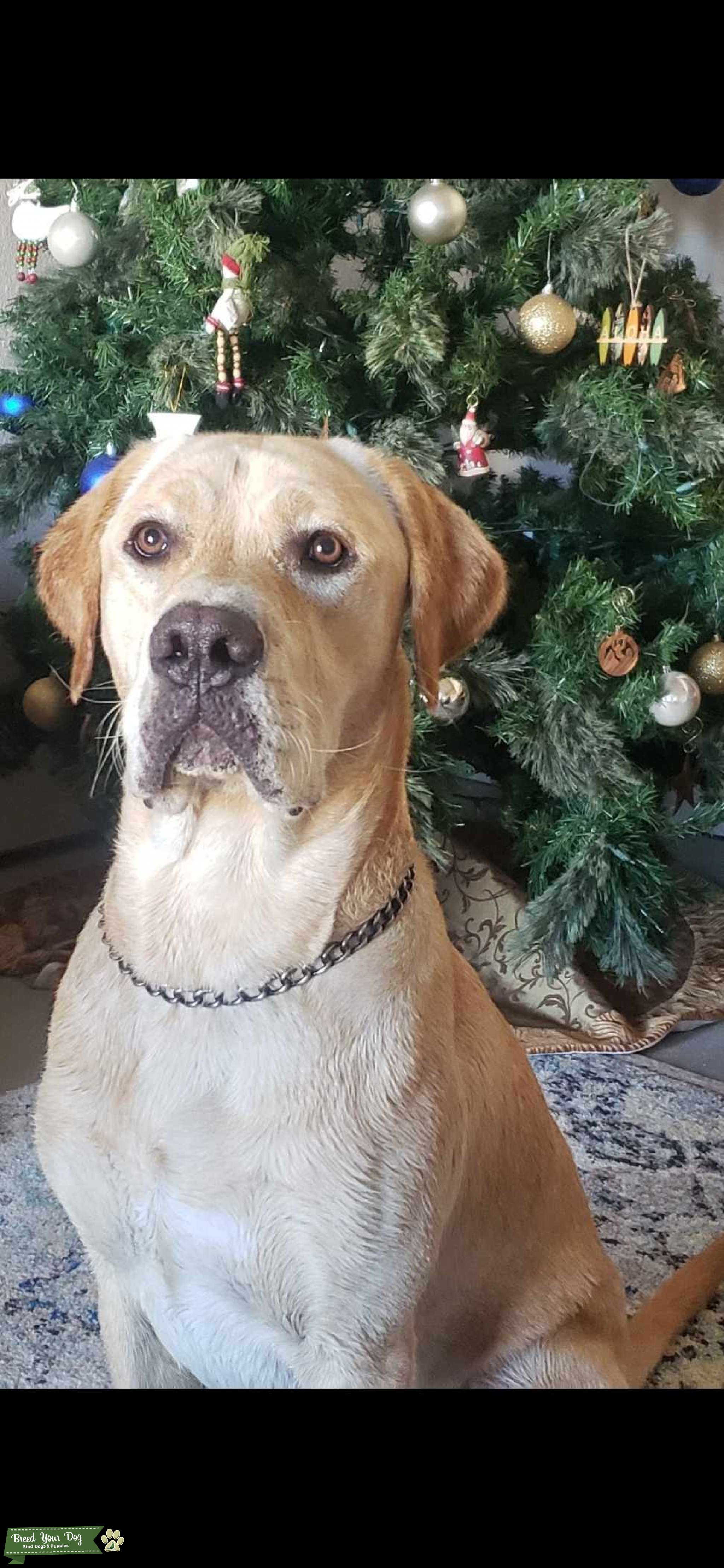 Pure Bred Yellow Labrador - Stud Dog in AZ, the United States | Breed ...