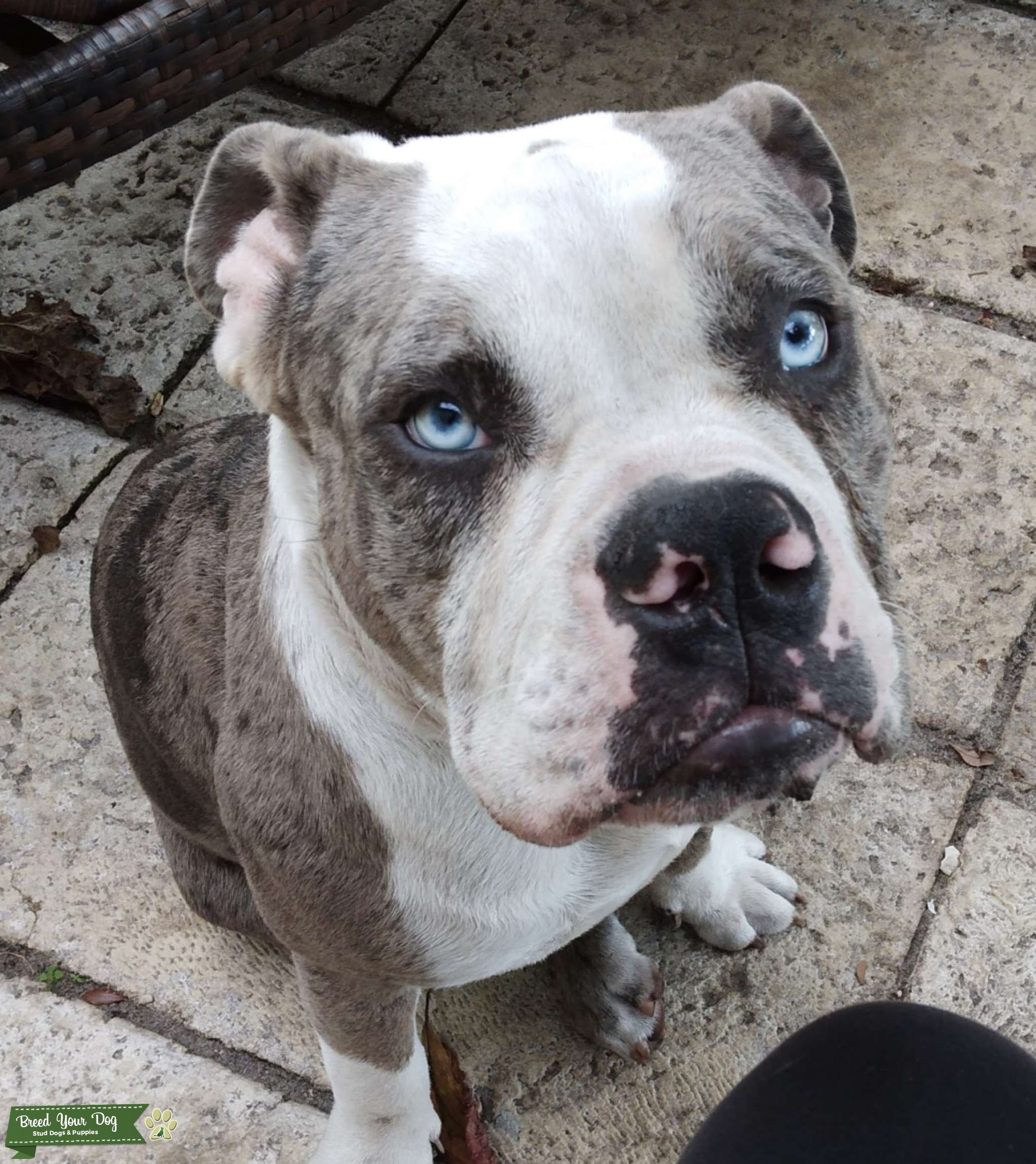Delray Beach Blue Merle American Bully - Stud Dog in Florida, the ...