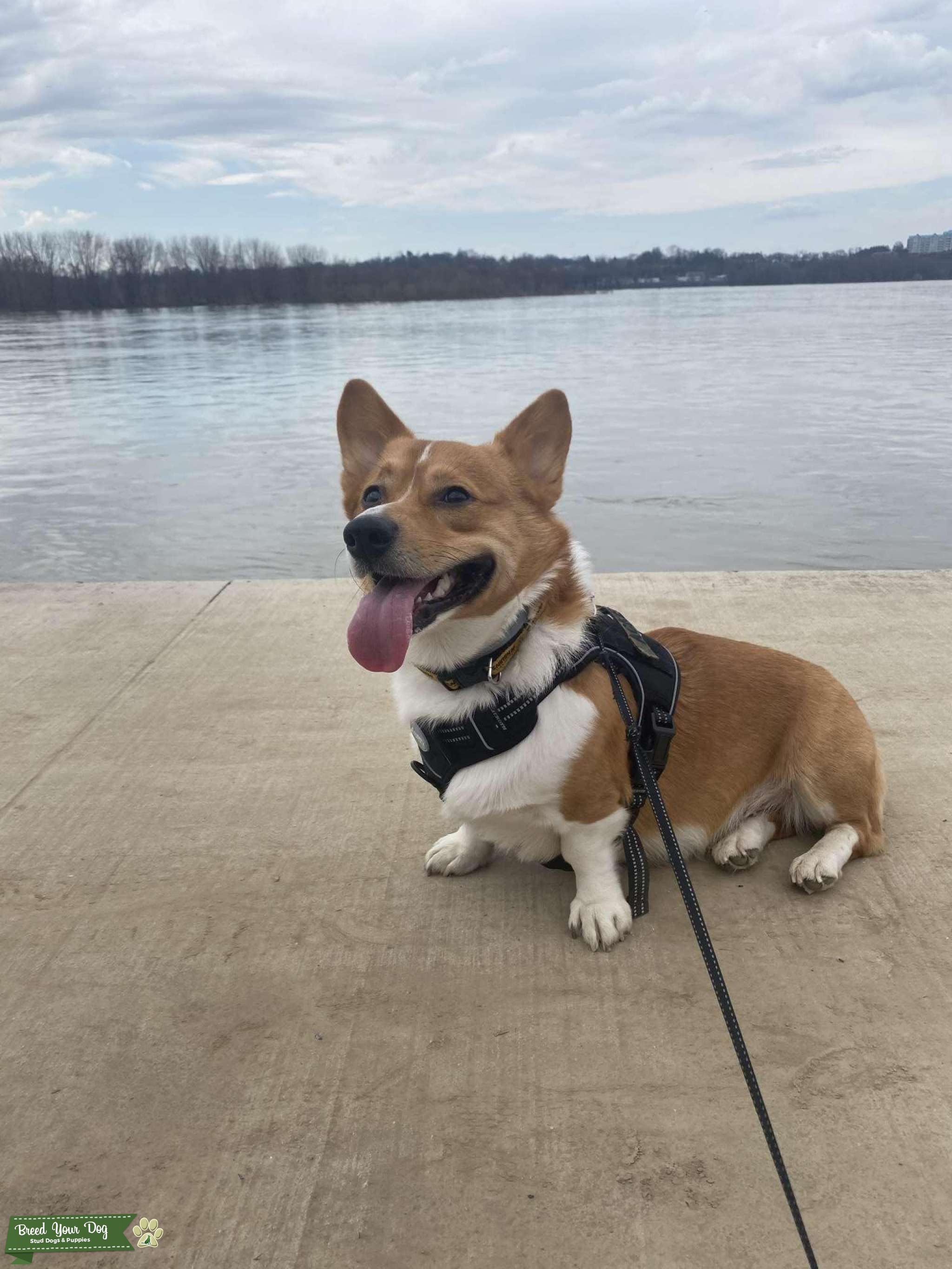 Male, Pembroke Welsh Corgi - Stud Dog Lehigh County - Breed Your Dog