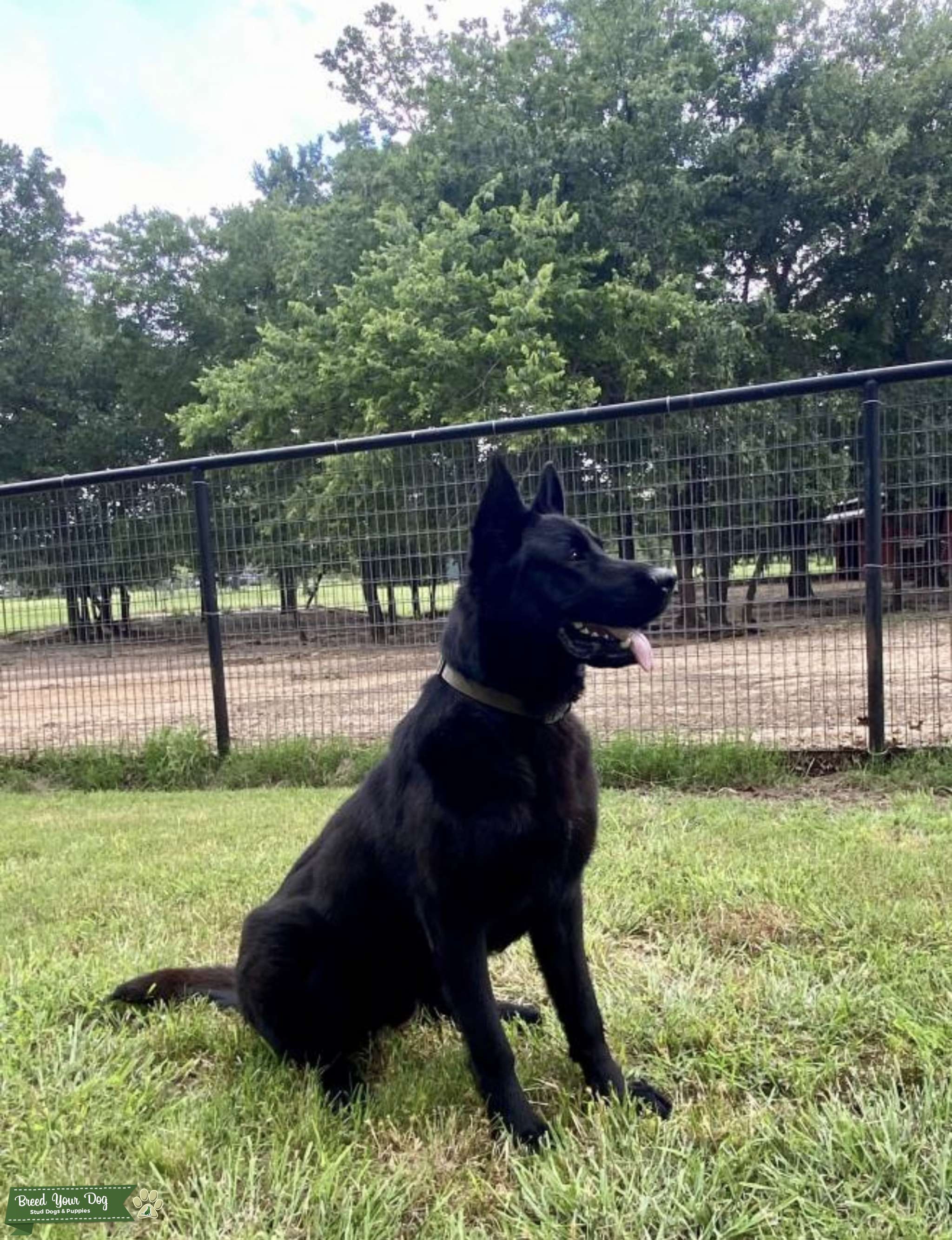 German Shepherd Stud Service - Stud Dog in Texas, Guernsey | Breed Your Dog