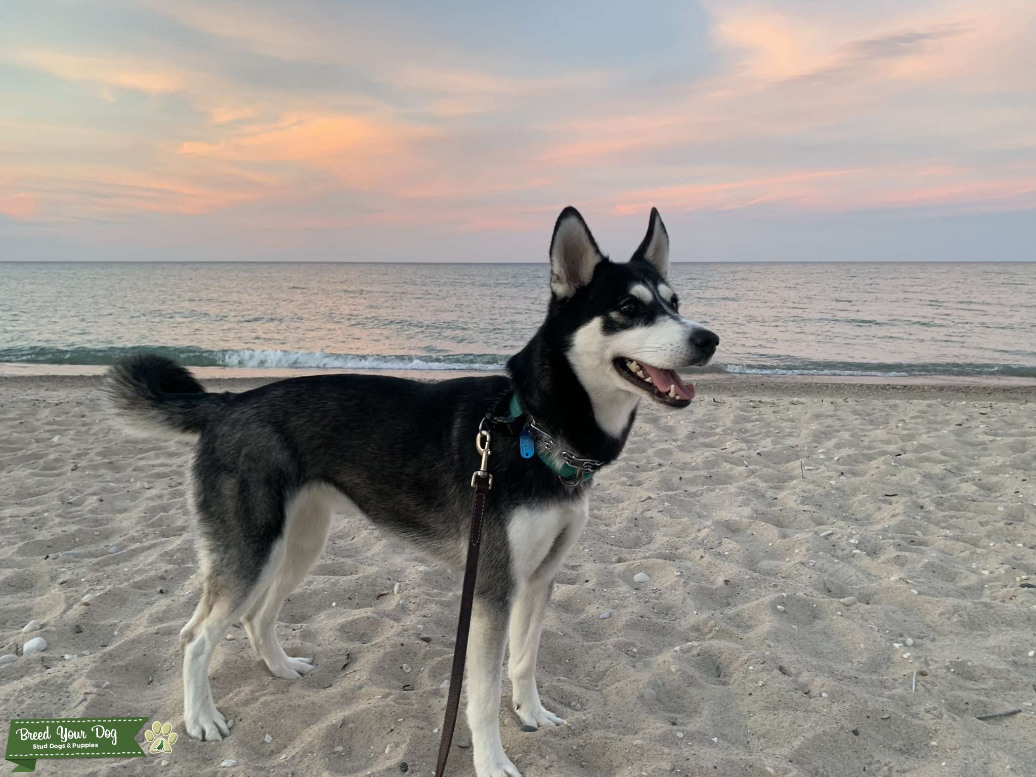 German Shepard/Husky mix - Stud Dog Michigan - Breed Your Dog