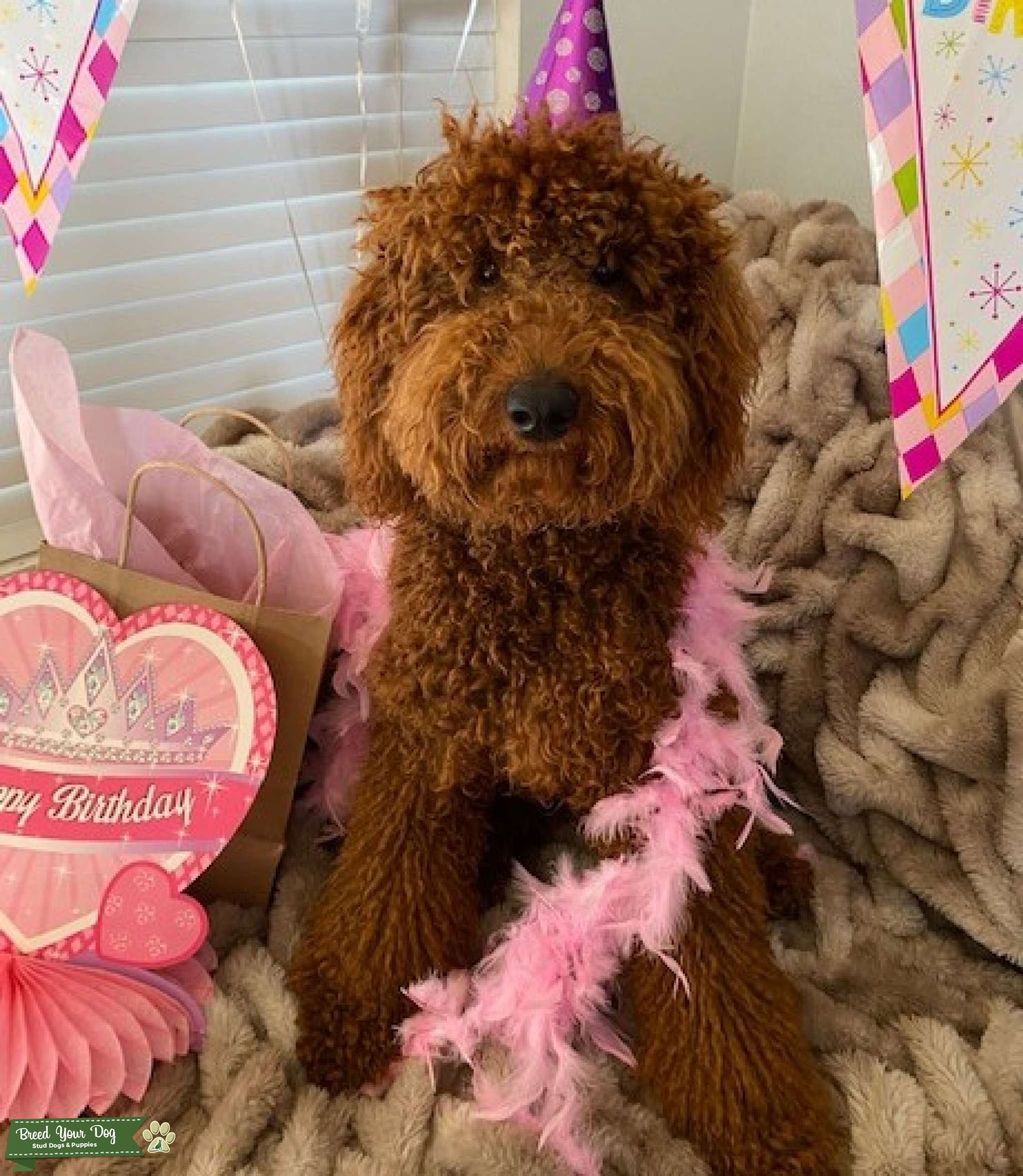 Red Moyen Poodle AKC - Stud Dog CA - Breed Your Dog