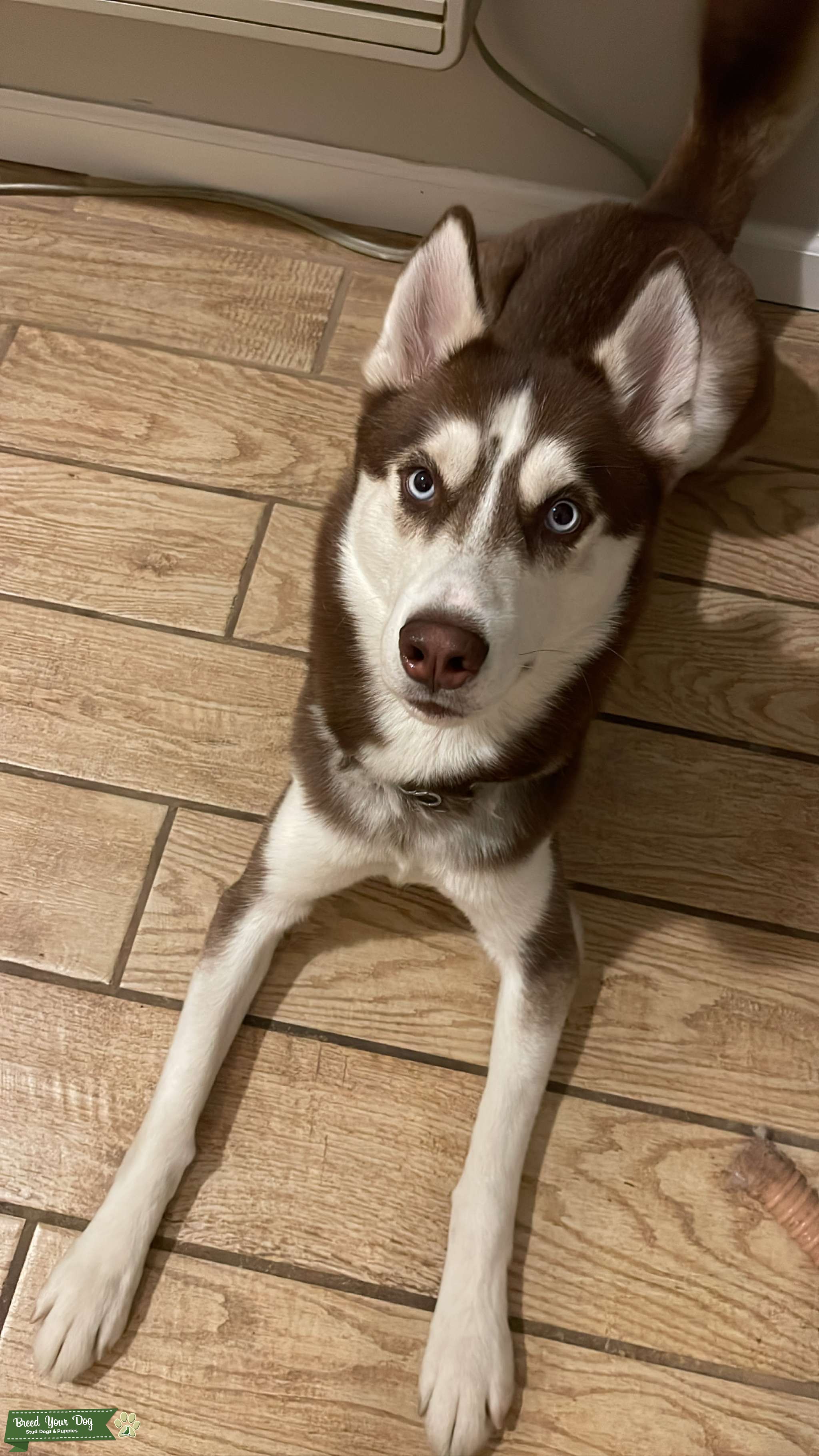 Male Siberian Husky - Stud Dog in Ohio, United States | Breed Your Dog