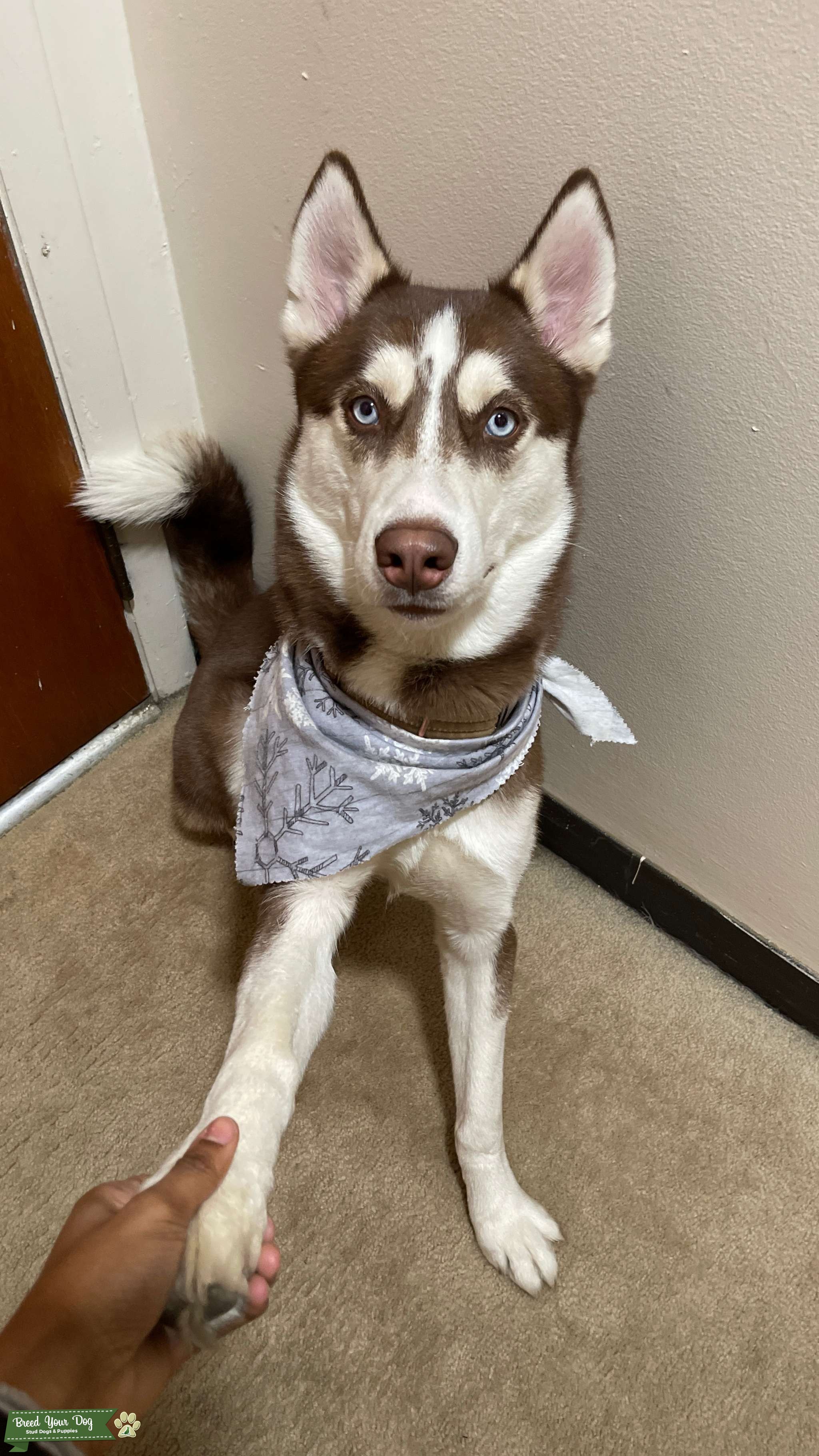 Male Siberian Husky - Stud Dog in Ohio, United States | Breed Your Dog