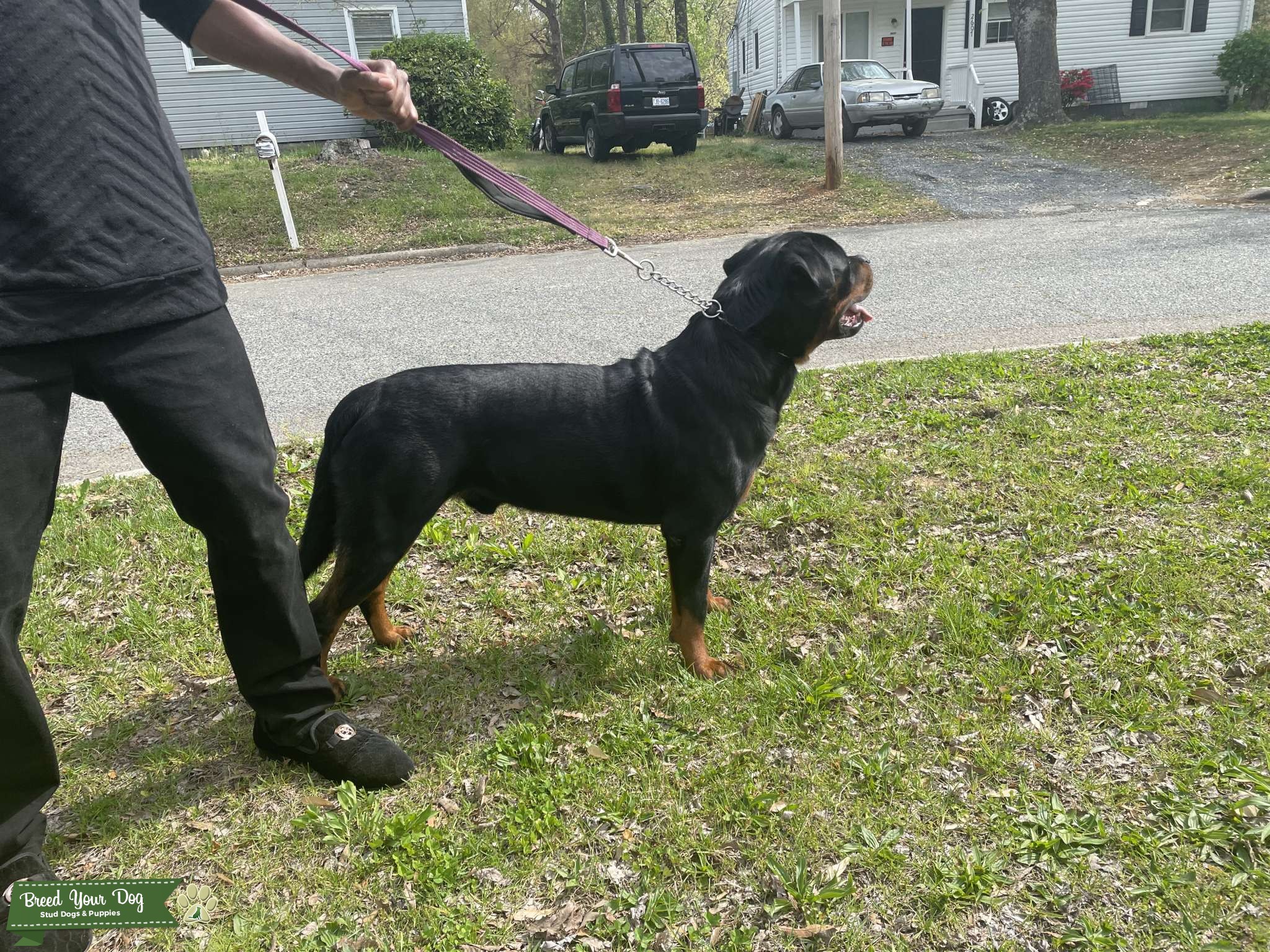Stud For Sale Purebred German Rottweiler AKC - Stud Dog in North ...
