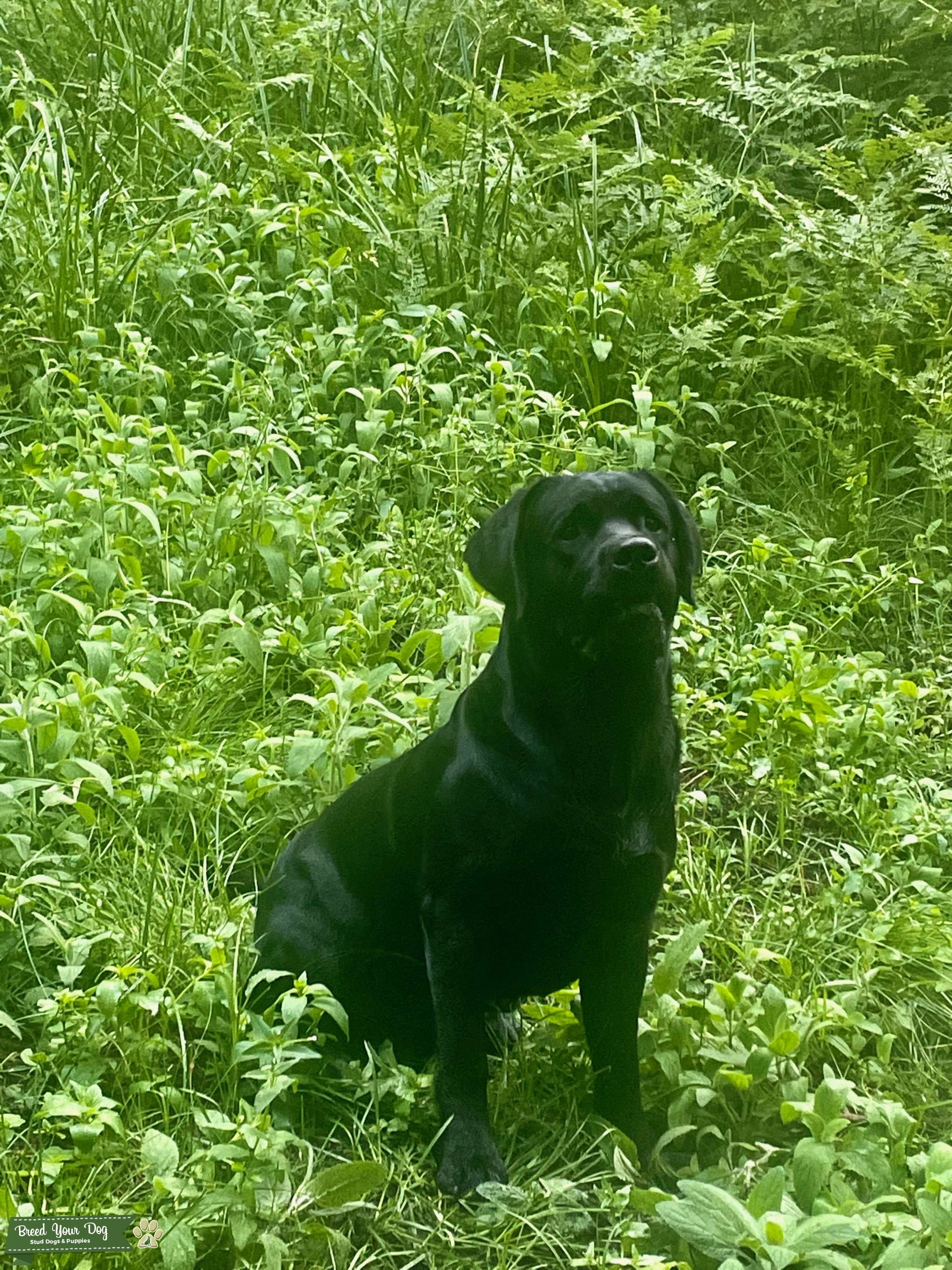 AKC English Lab - Stud Dog in Southern California, United States ...
