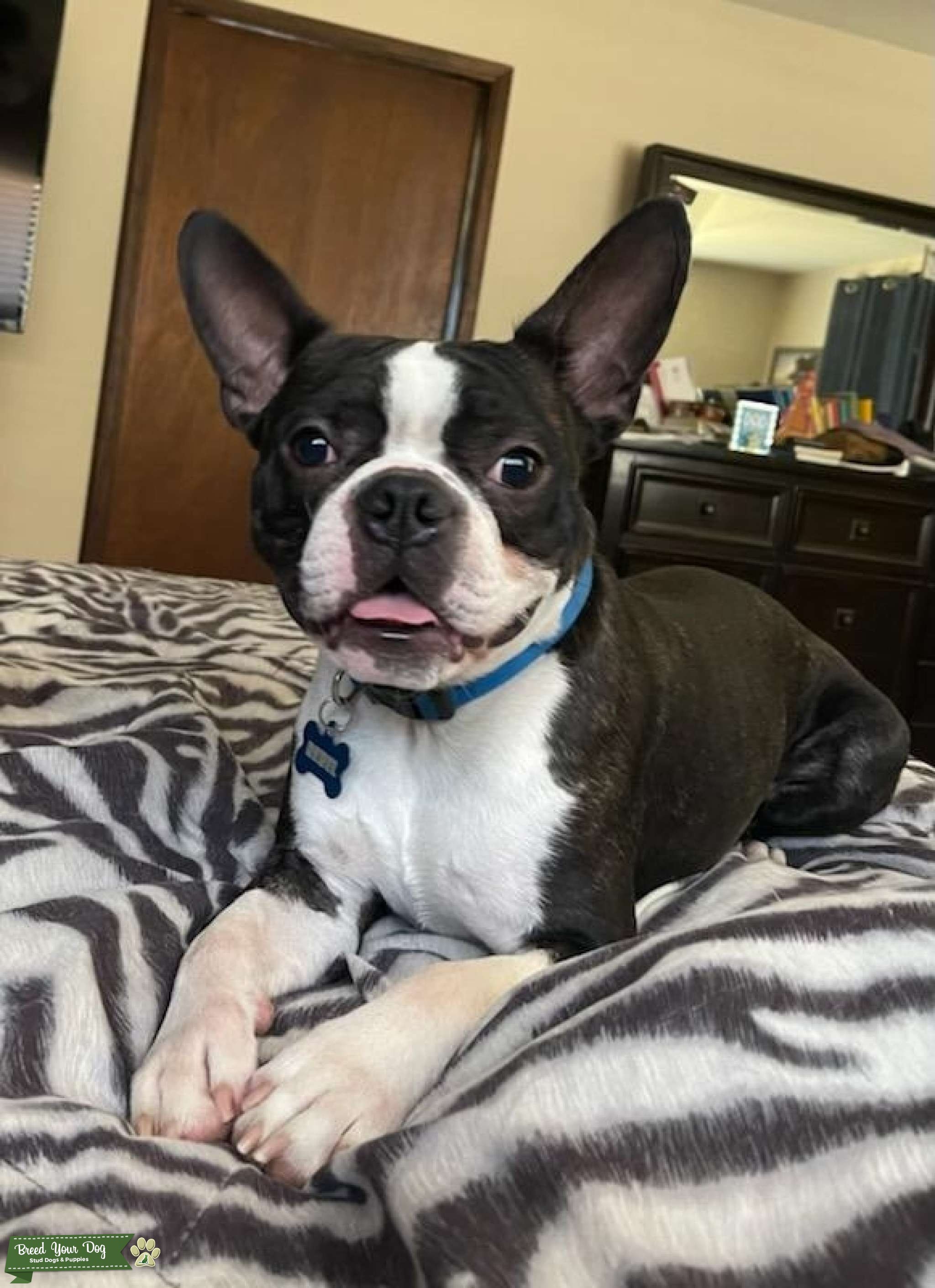 boston terrier - Stud Dog henderson ,NV - Breed Your Dog
