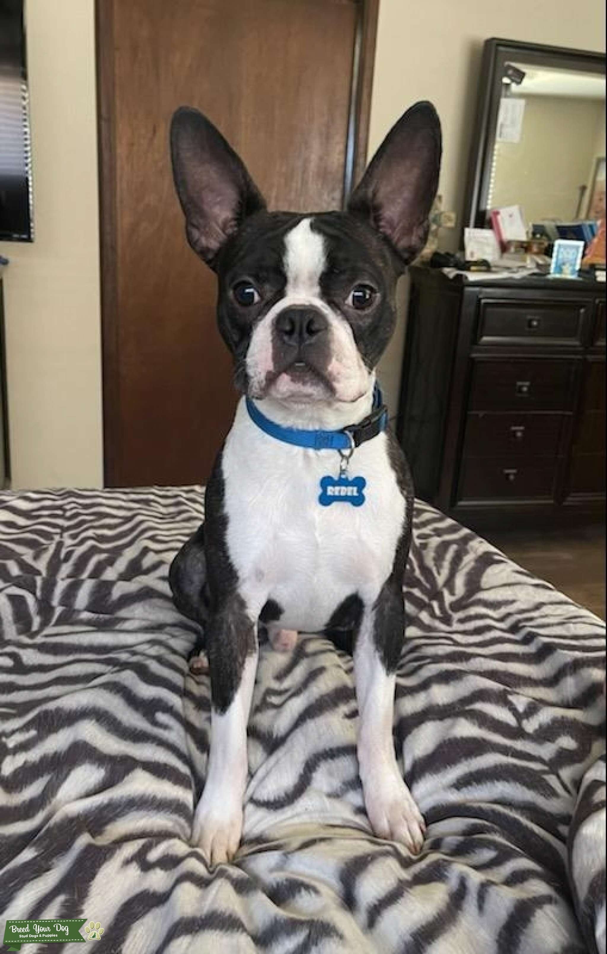 boston terrier - Stud Dog in henderson ,NV, the United States | Breed ...